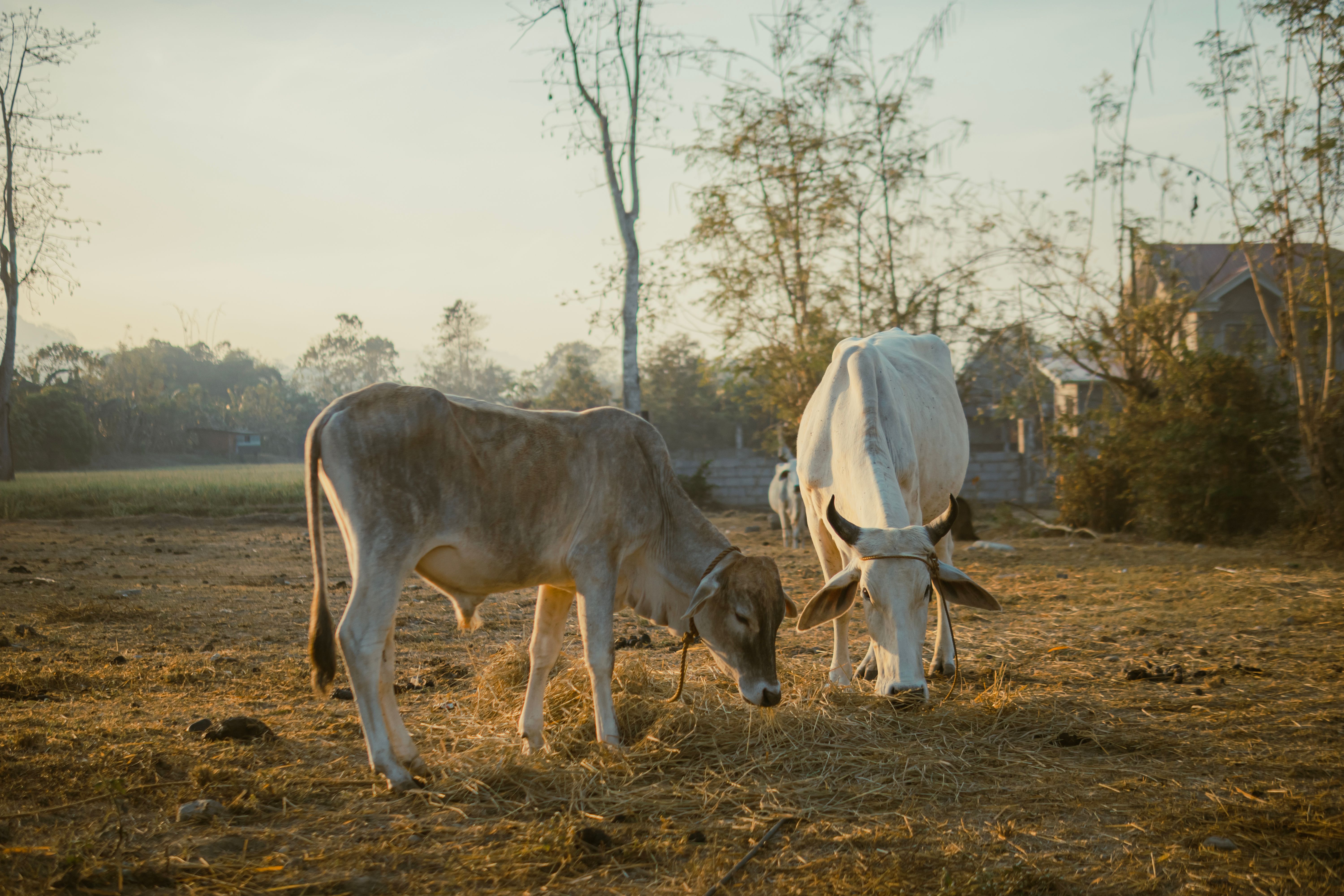 Cattle on a Farm at Dawn · Free Stock Photo