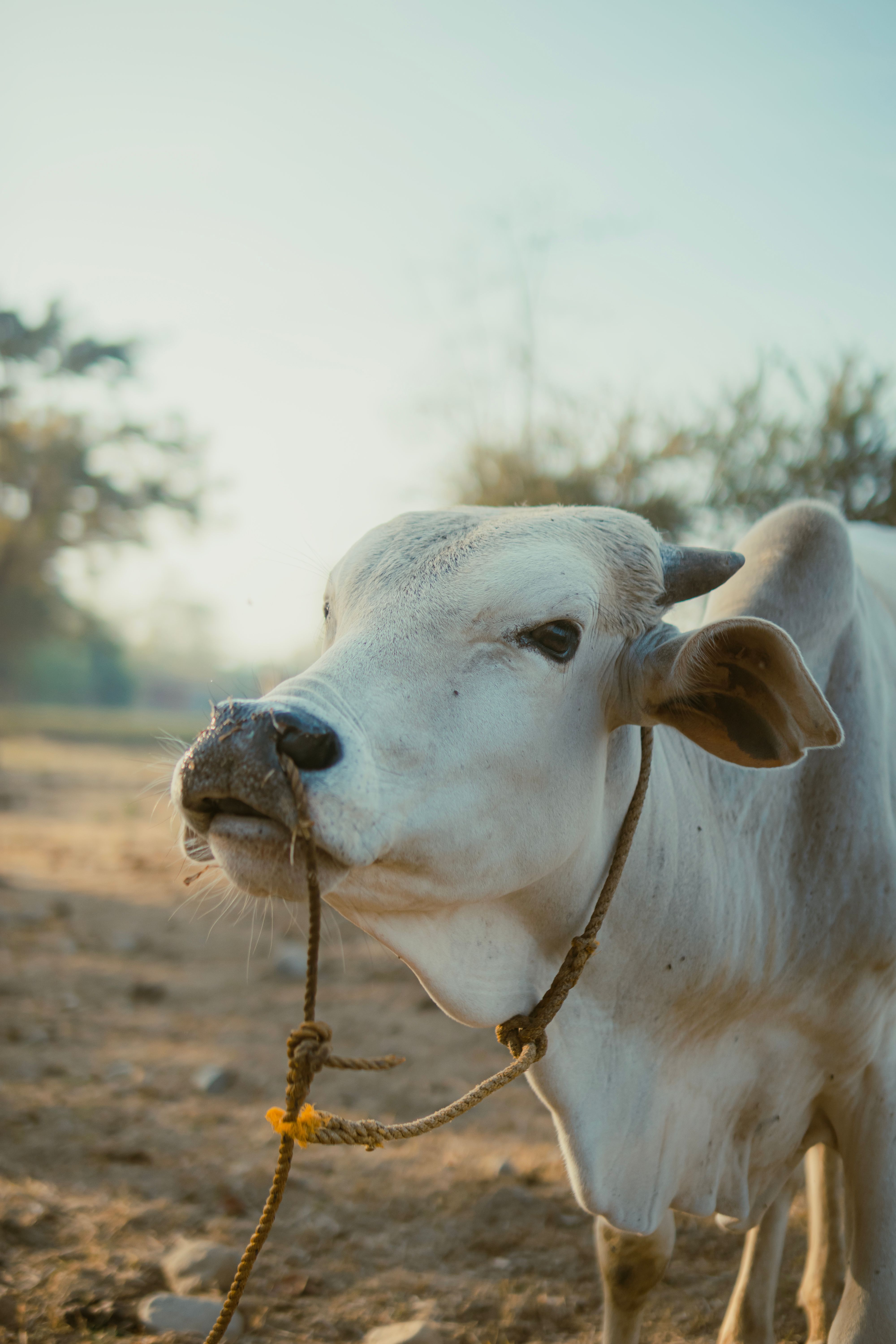 White Cow with Harness · Free Stock Photo
