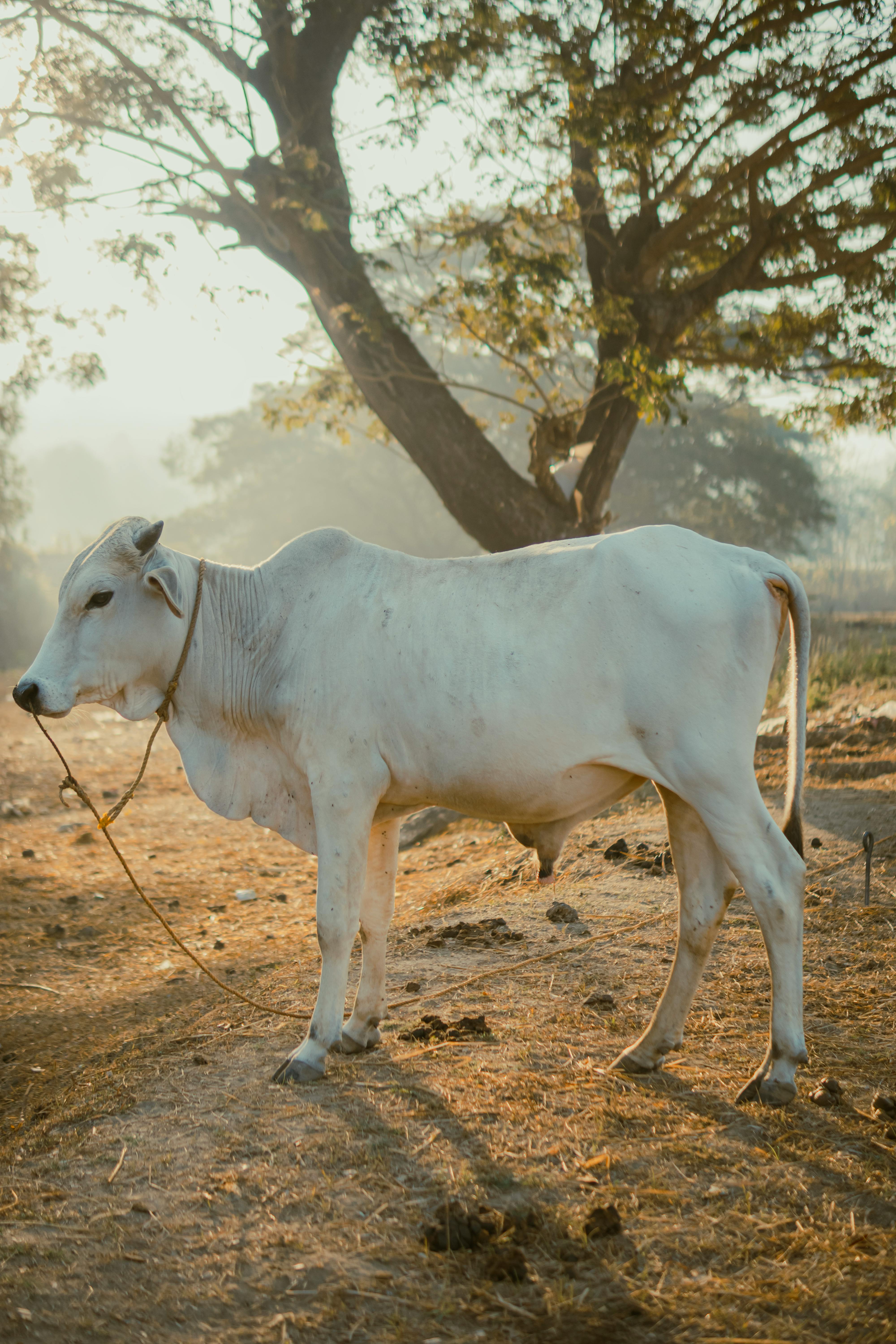 Photo of a Cow Standing in a Field · Free Stock Photo