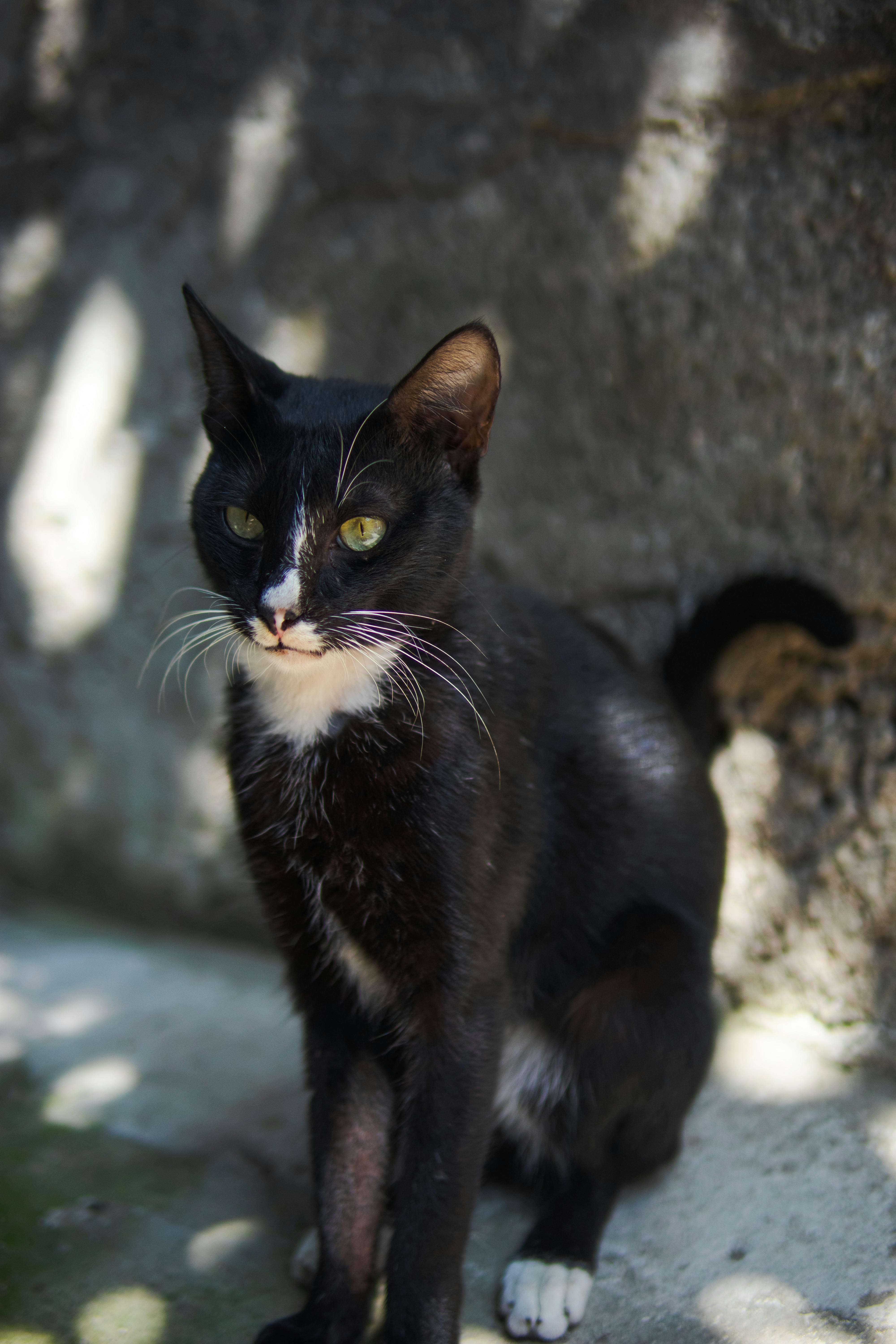 Tuxedo Cat by Rock · Free Stock Photo