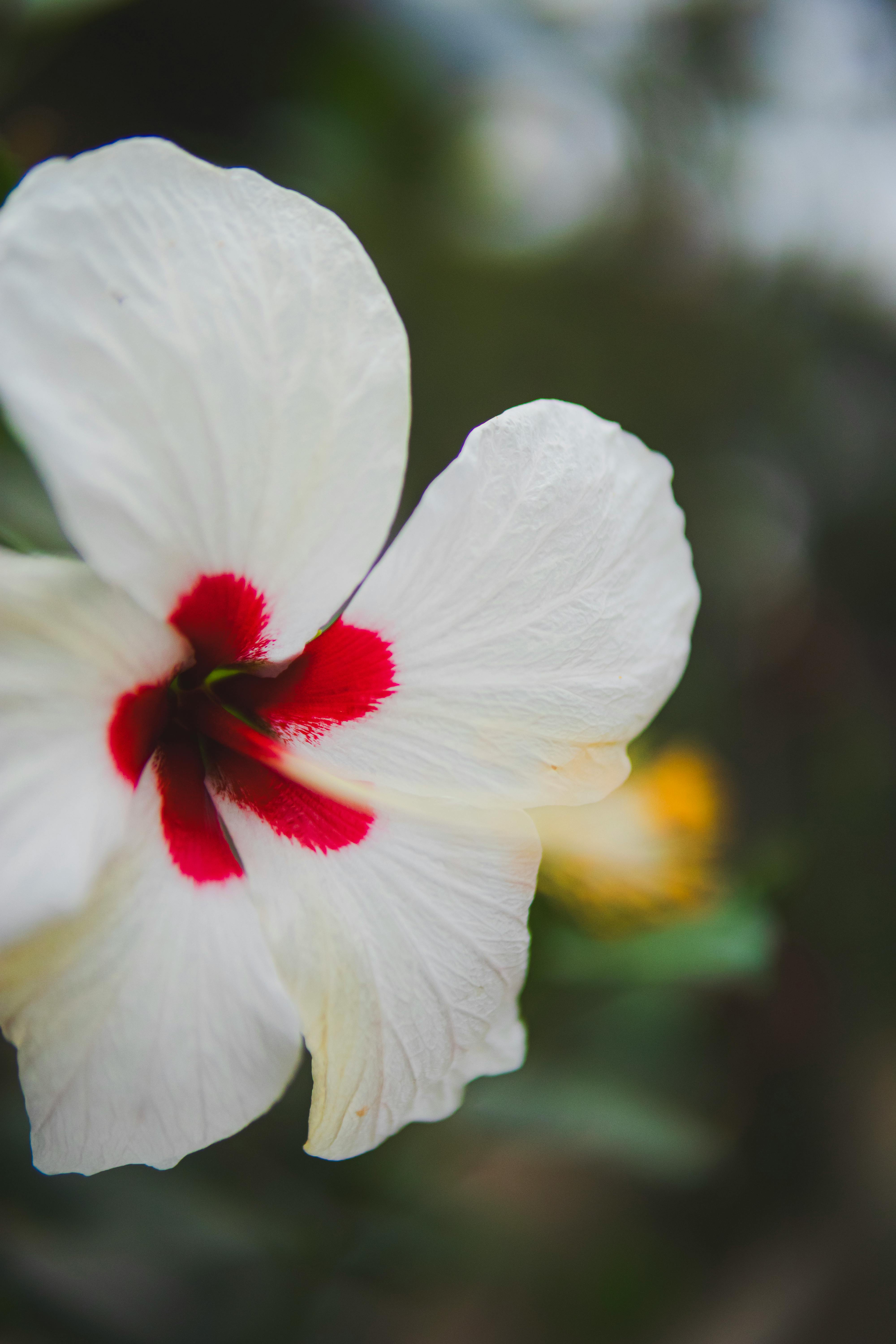 A white flower with red center in the middle · Free Stock Photo