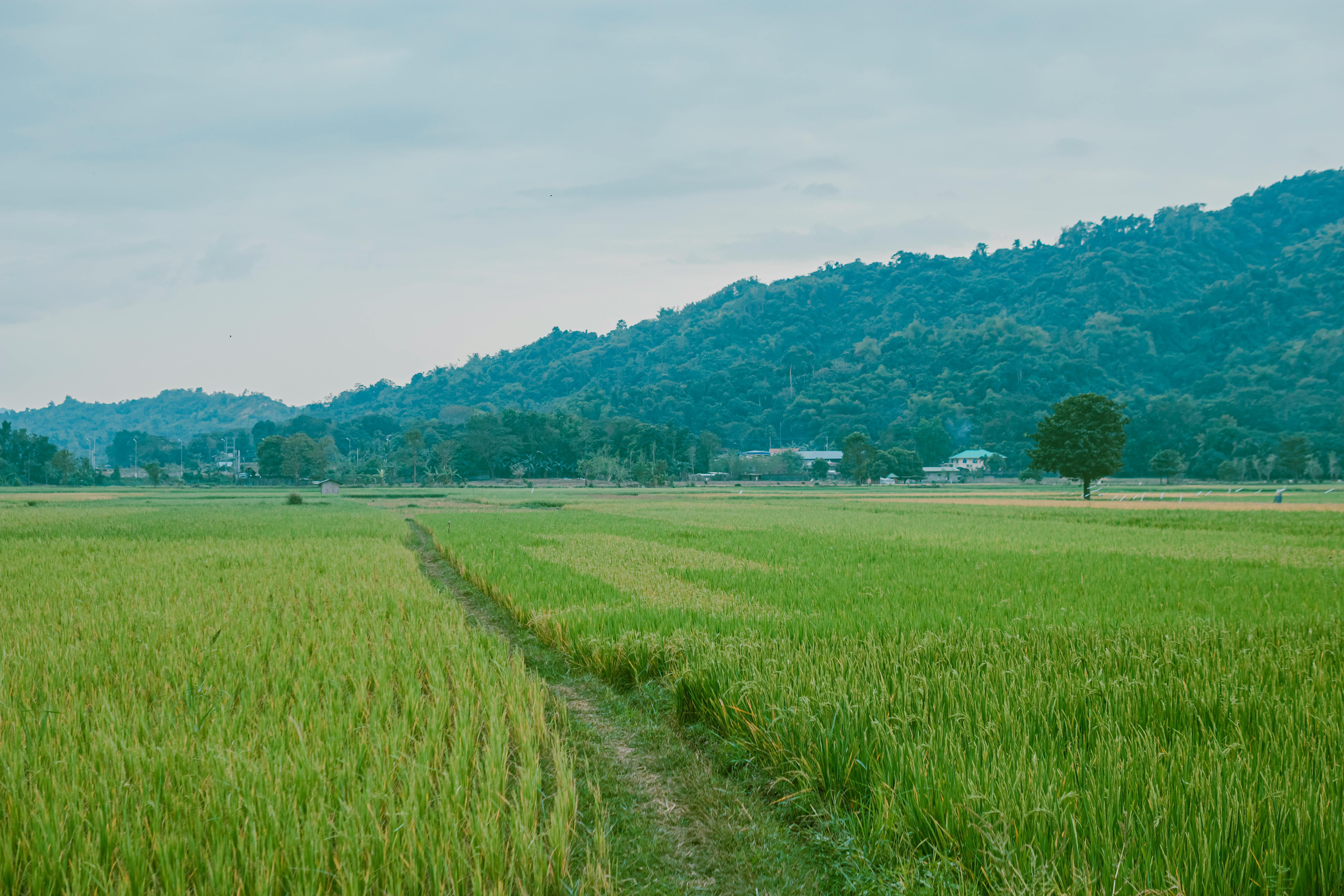 Road between Rise Fields · Free Stock Photo