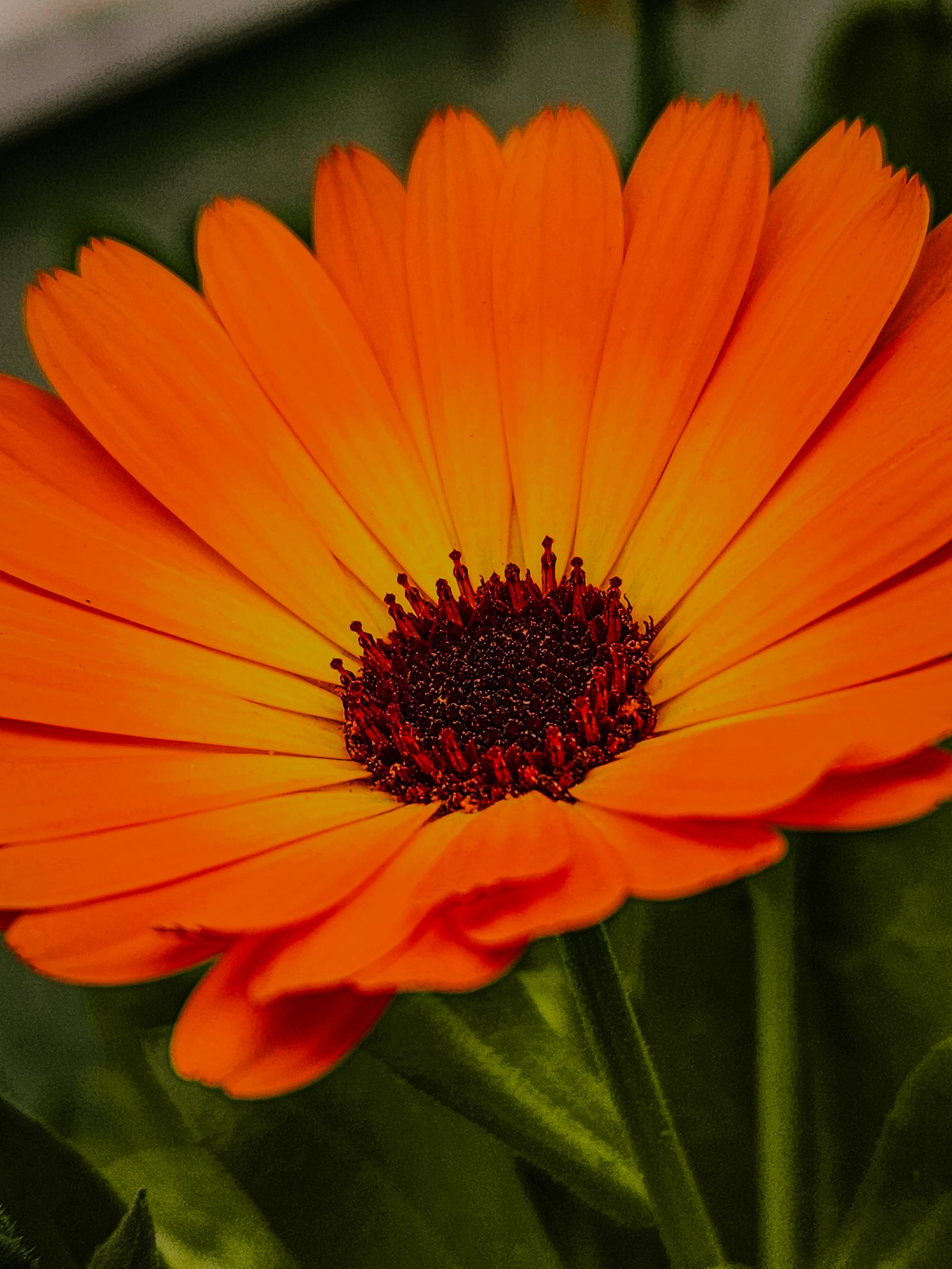 Gerbera Araña Photos, Download The BEST Free Gerbera Araña Stock Photos ...