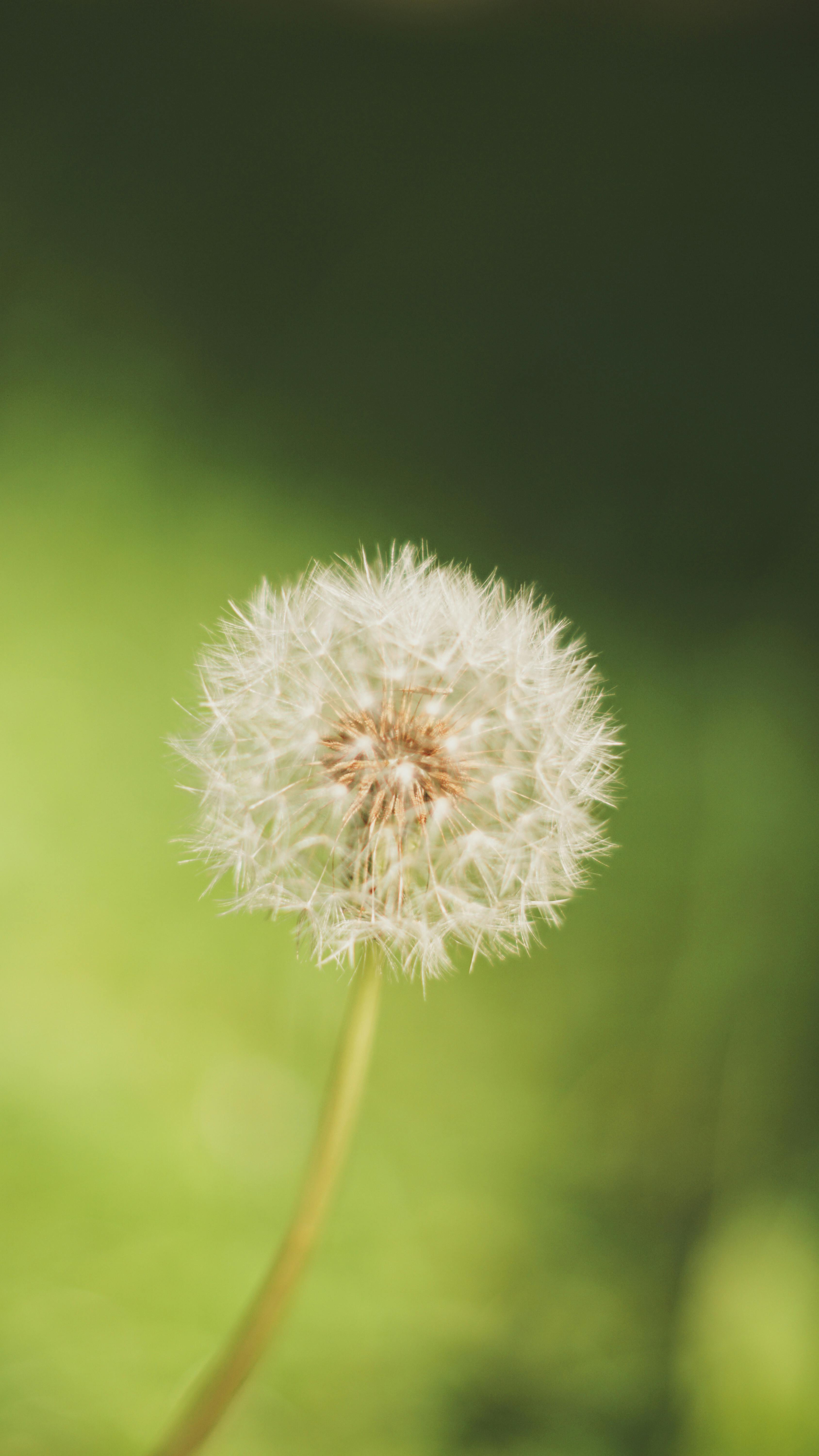 Dandelion Macro Photography · Free Stock Photo