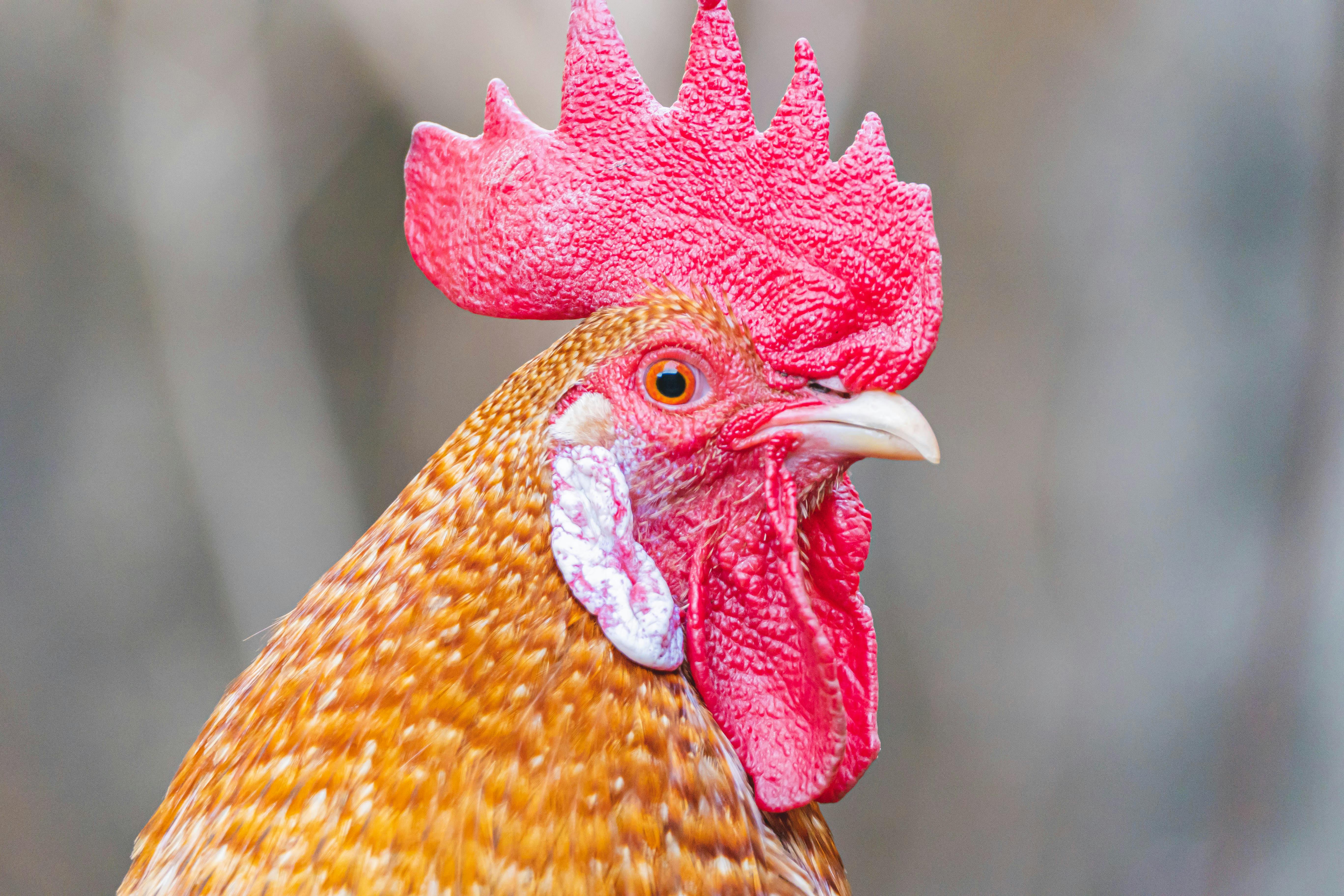 Selective-photography of Rooster · Free Stock Photo