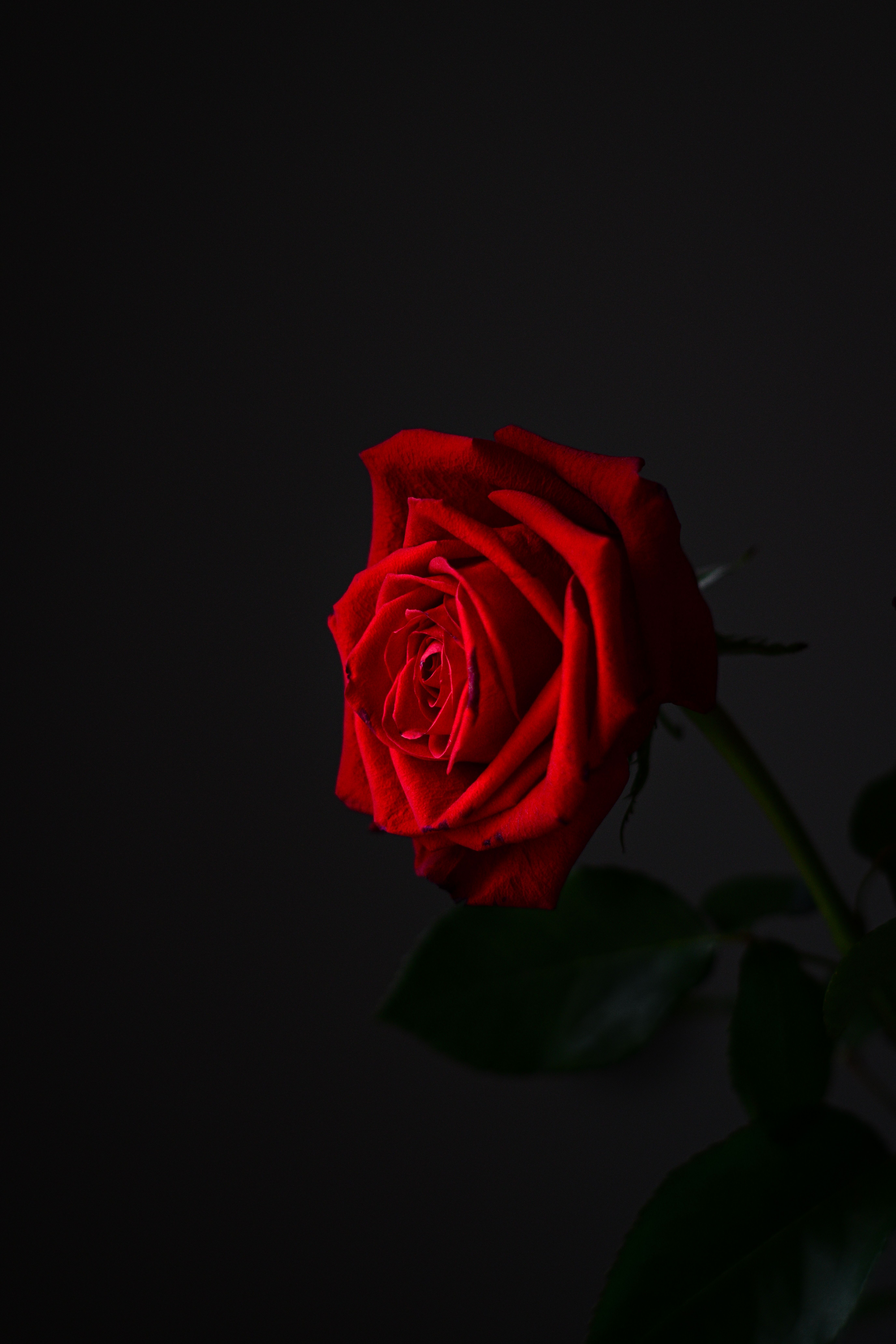 Close-up of a Red Rose on Dark Background · Free Stock Photo