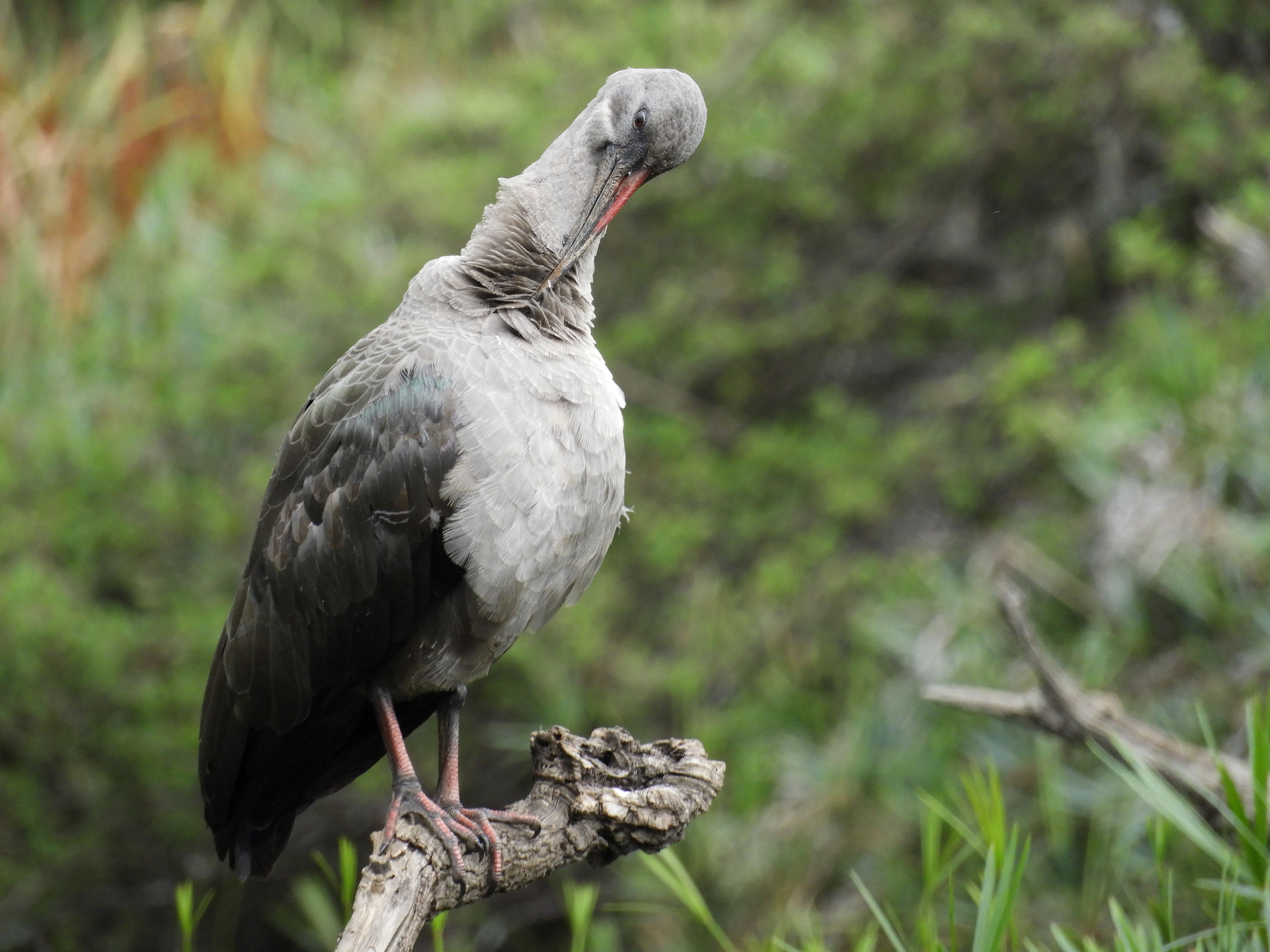Close-up of an Ibis Sitting on a Branch · Free Stock Photo