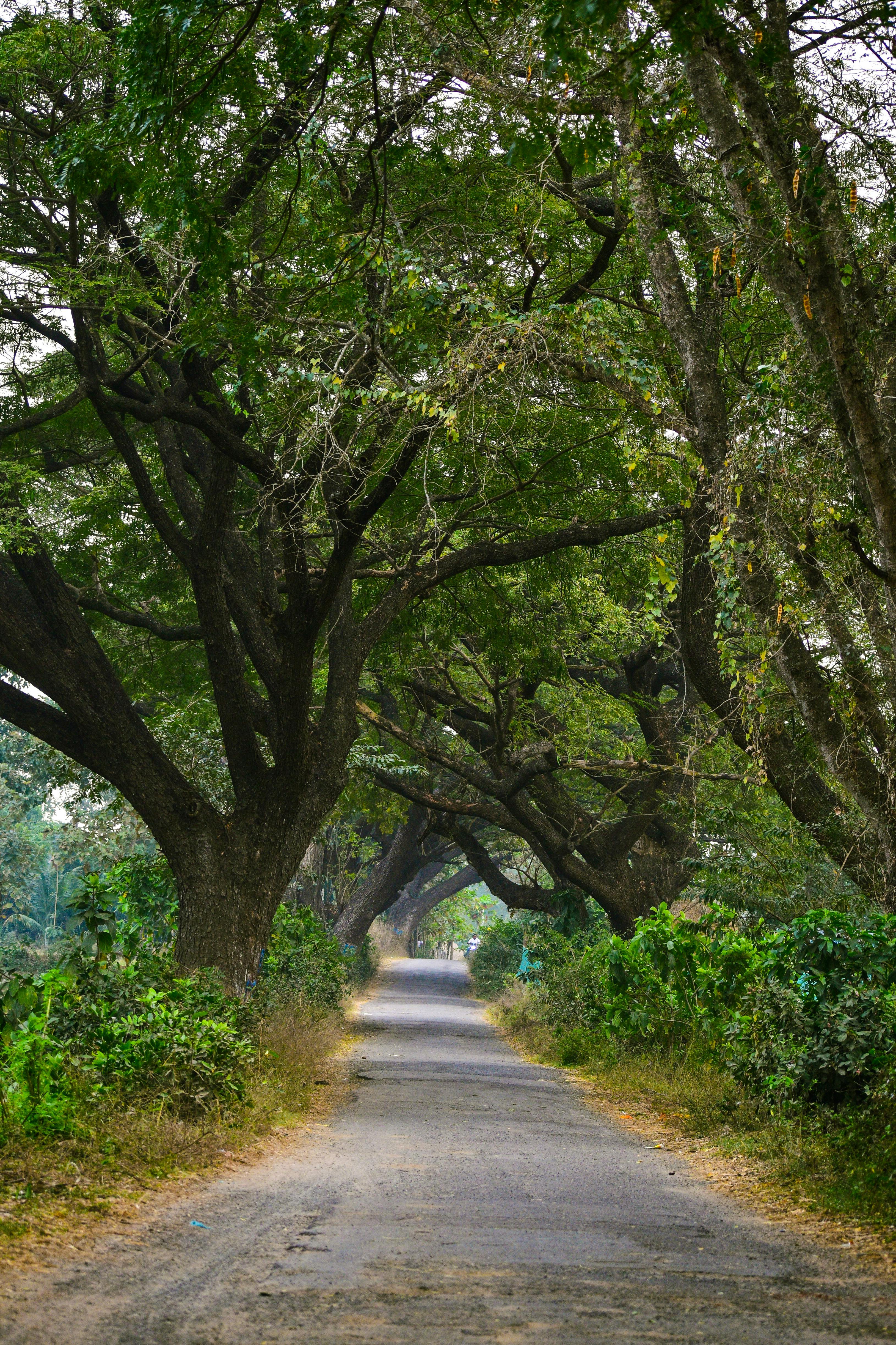 Green Trees over Road · Free Stock Photo