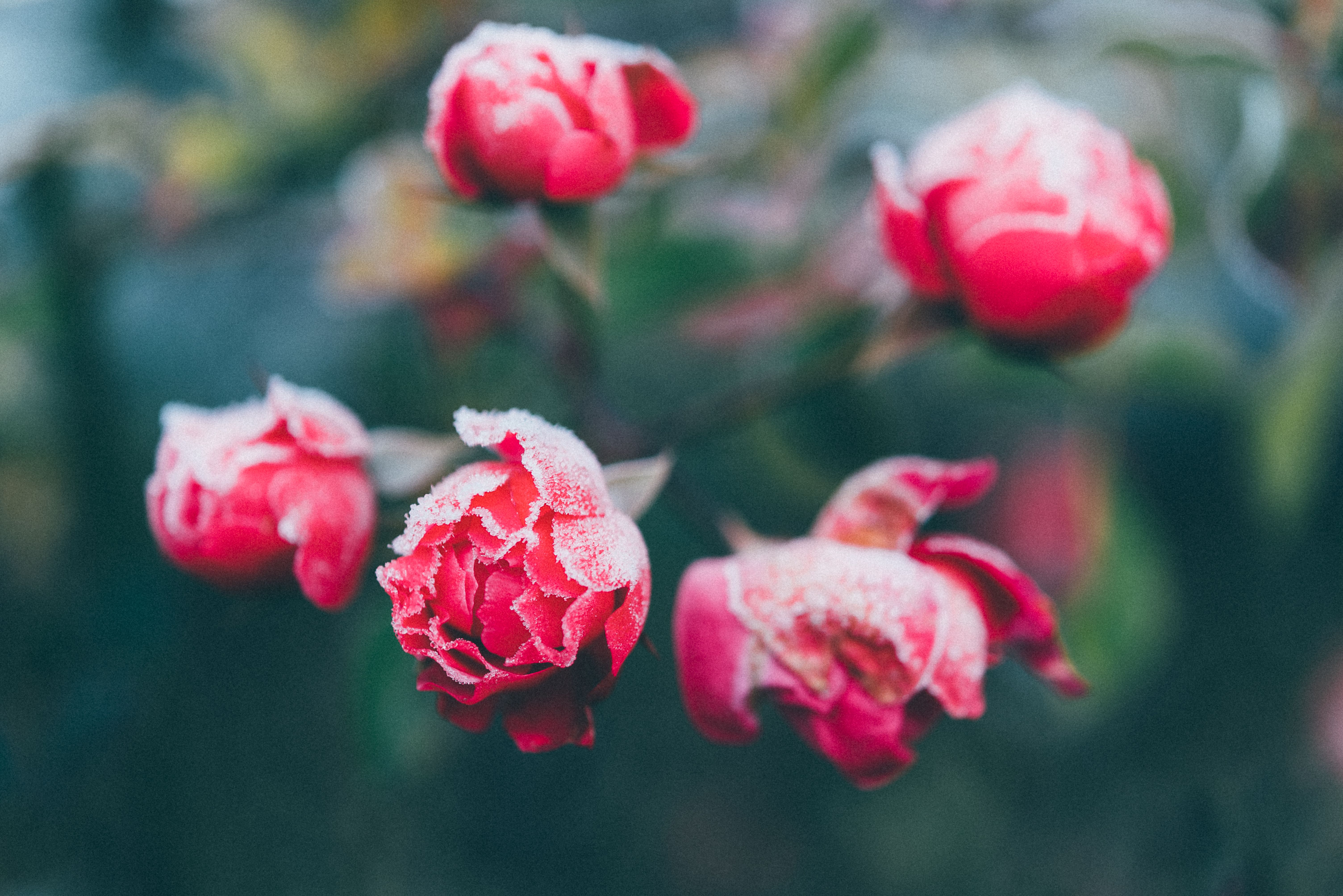 Close-up of Frost on Pink Roses in a Garden · Free Stock Photo
