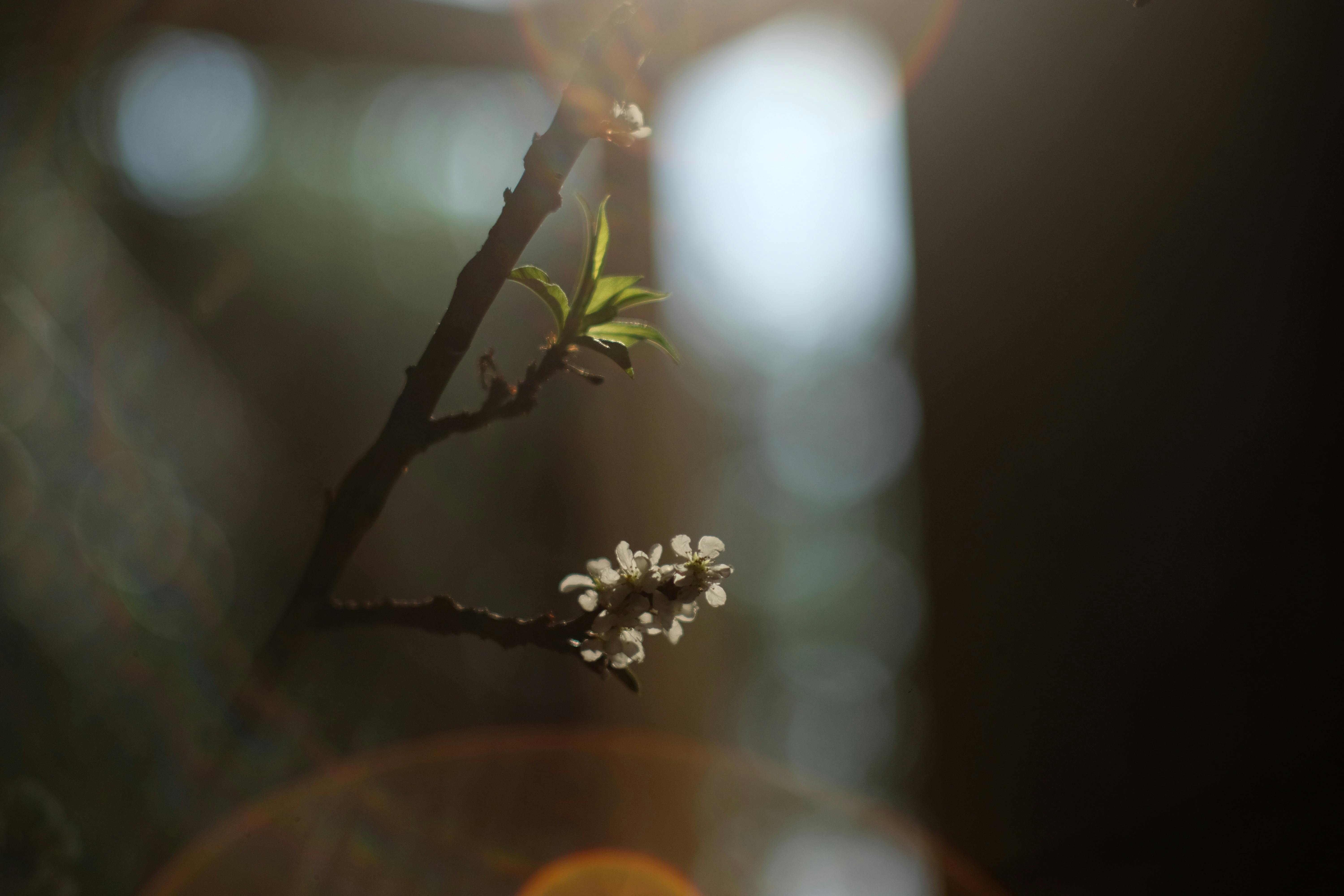 Nguyen Huy - Photography