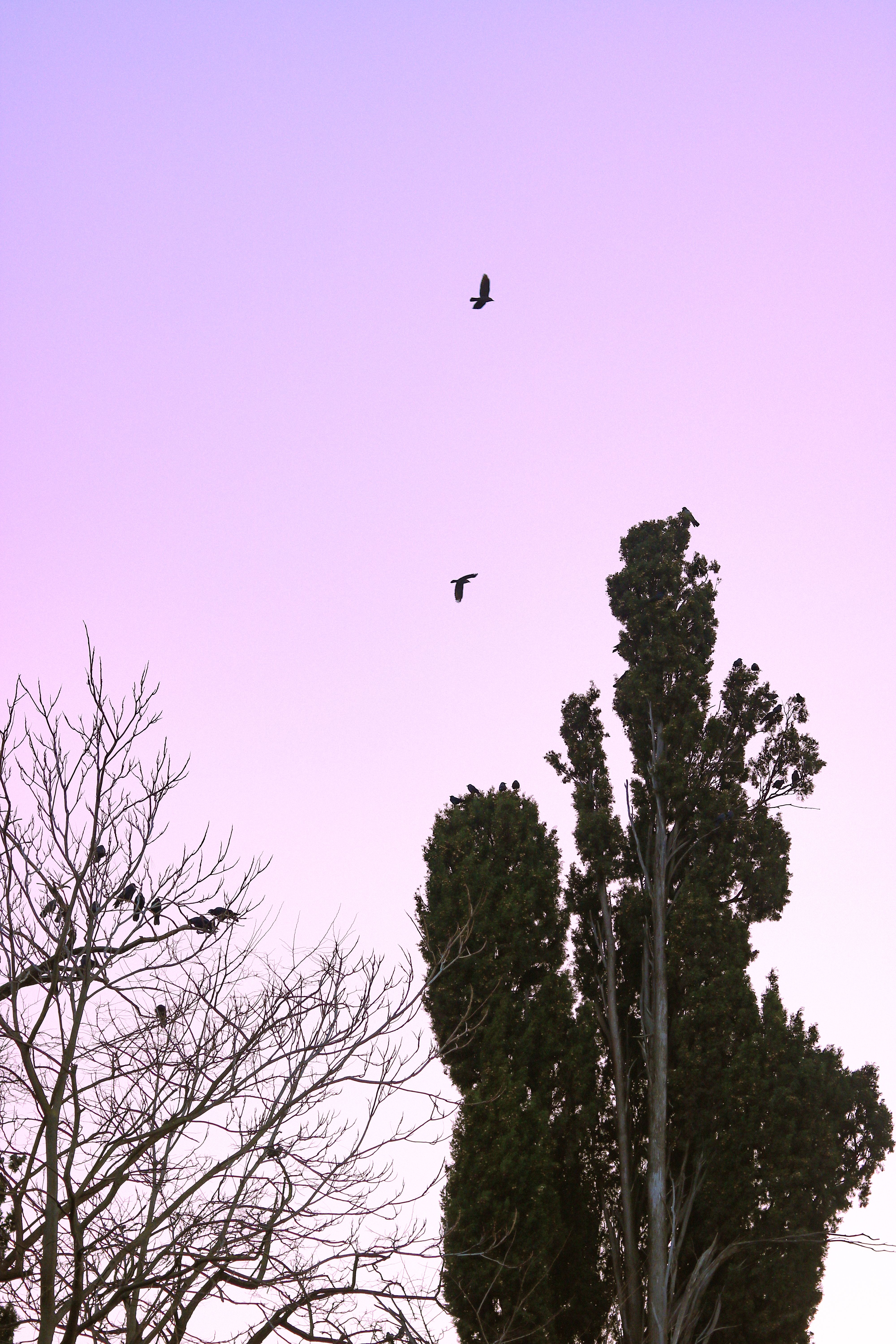 Purple Sky at Dusk · Free Stock Photo
