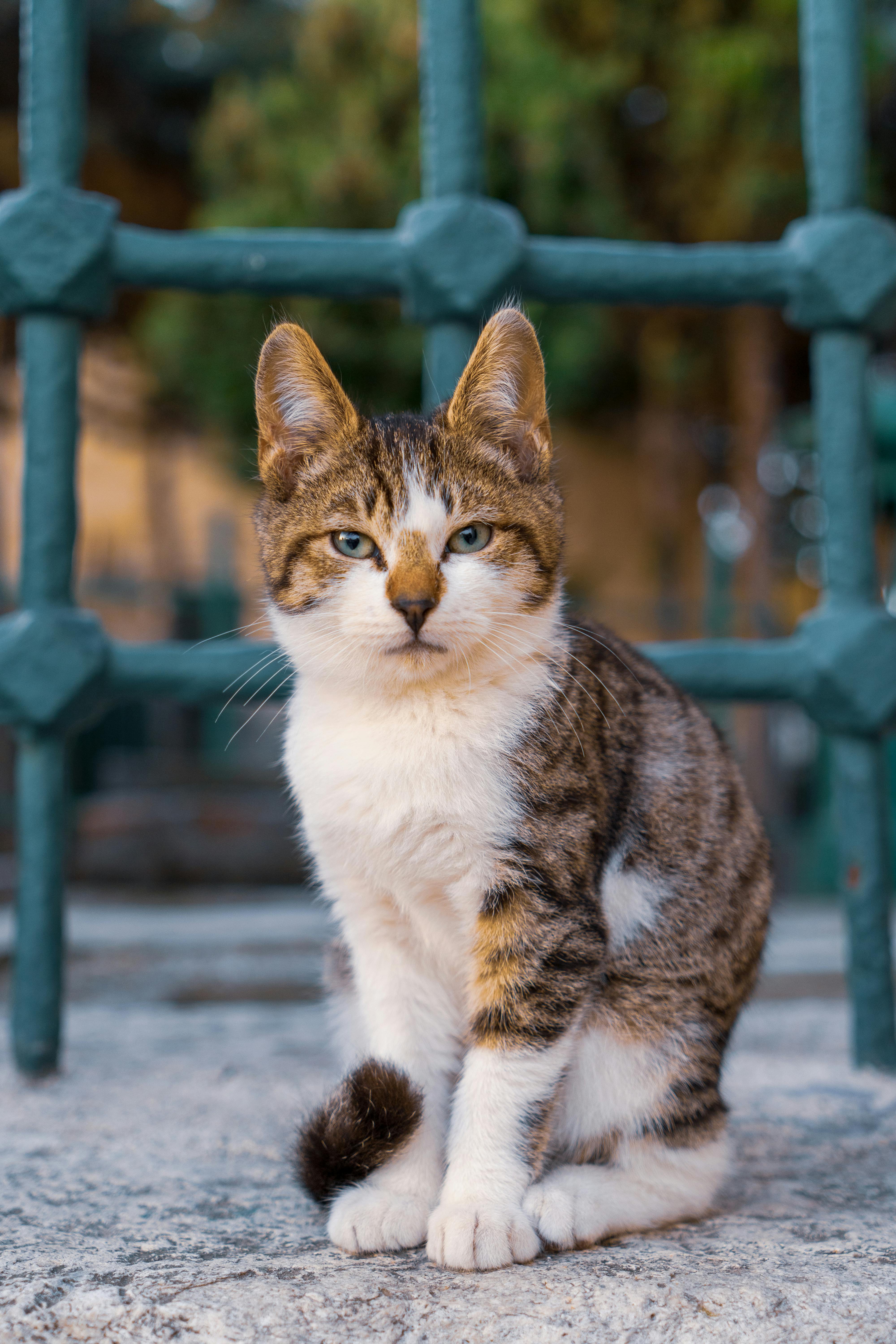 Close-up of a Cat Sitting Outside · Free Stock Photo