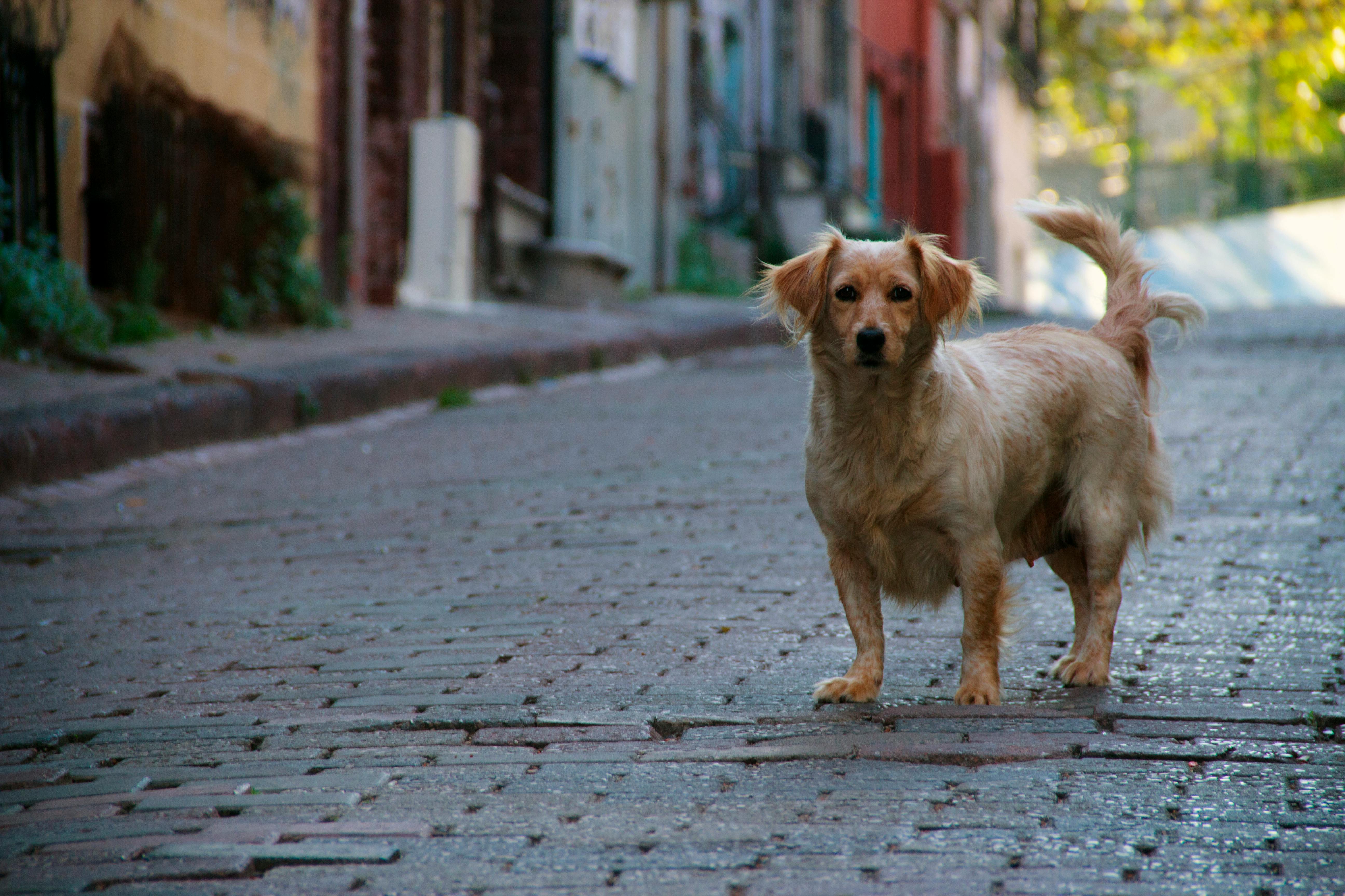 Dog on Street in Town · Free Stock Photo