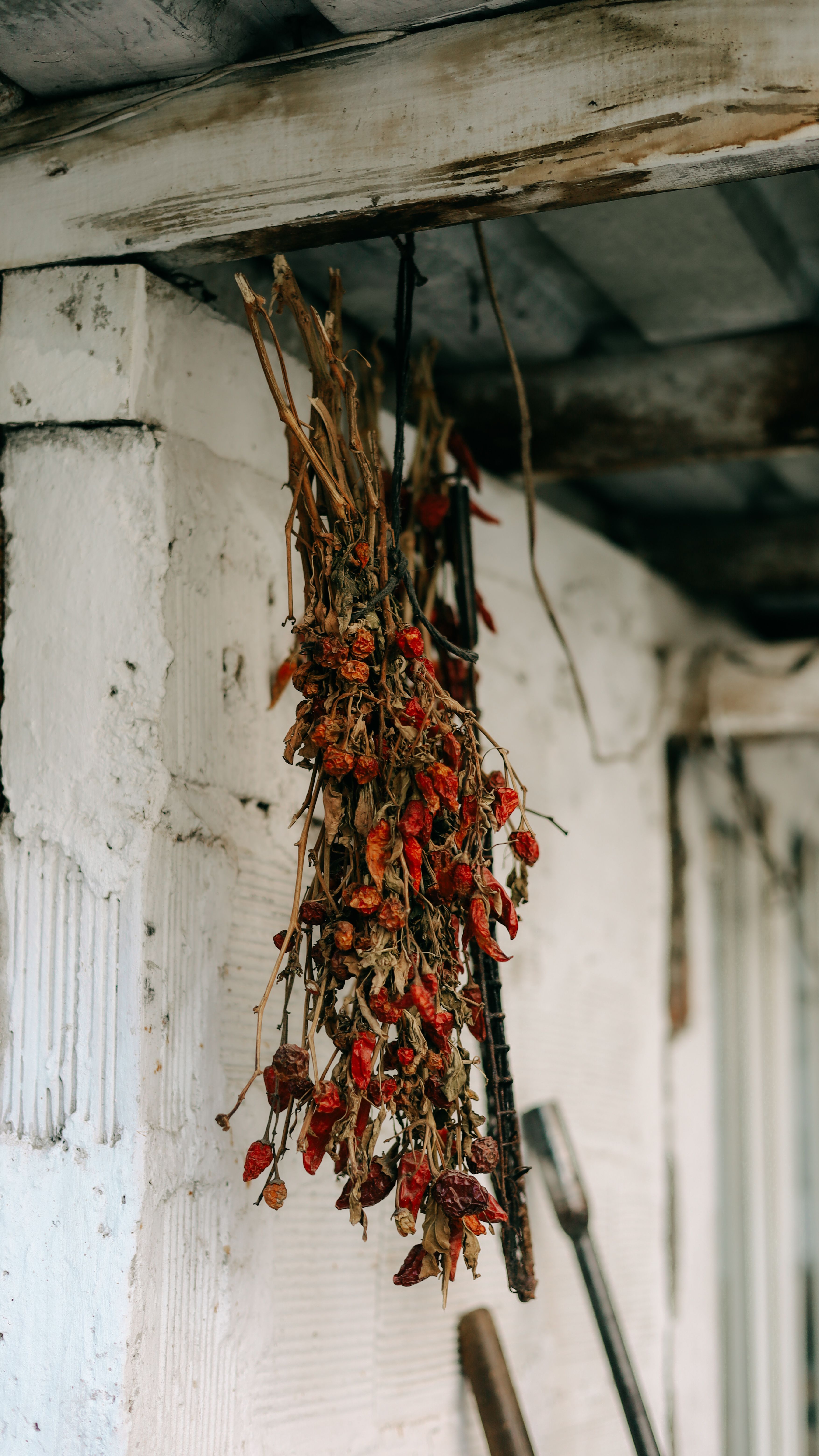 Bunch of Twigs with Red Berries Drying Under the Ceiling · Free Stock Photo