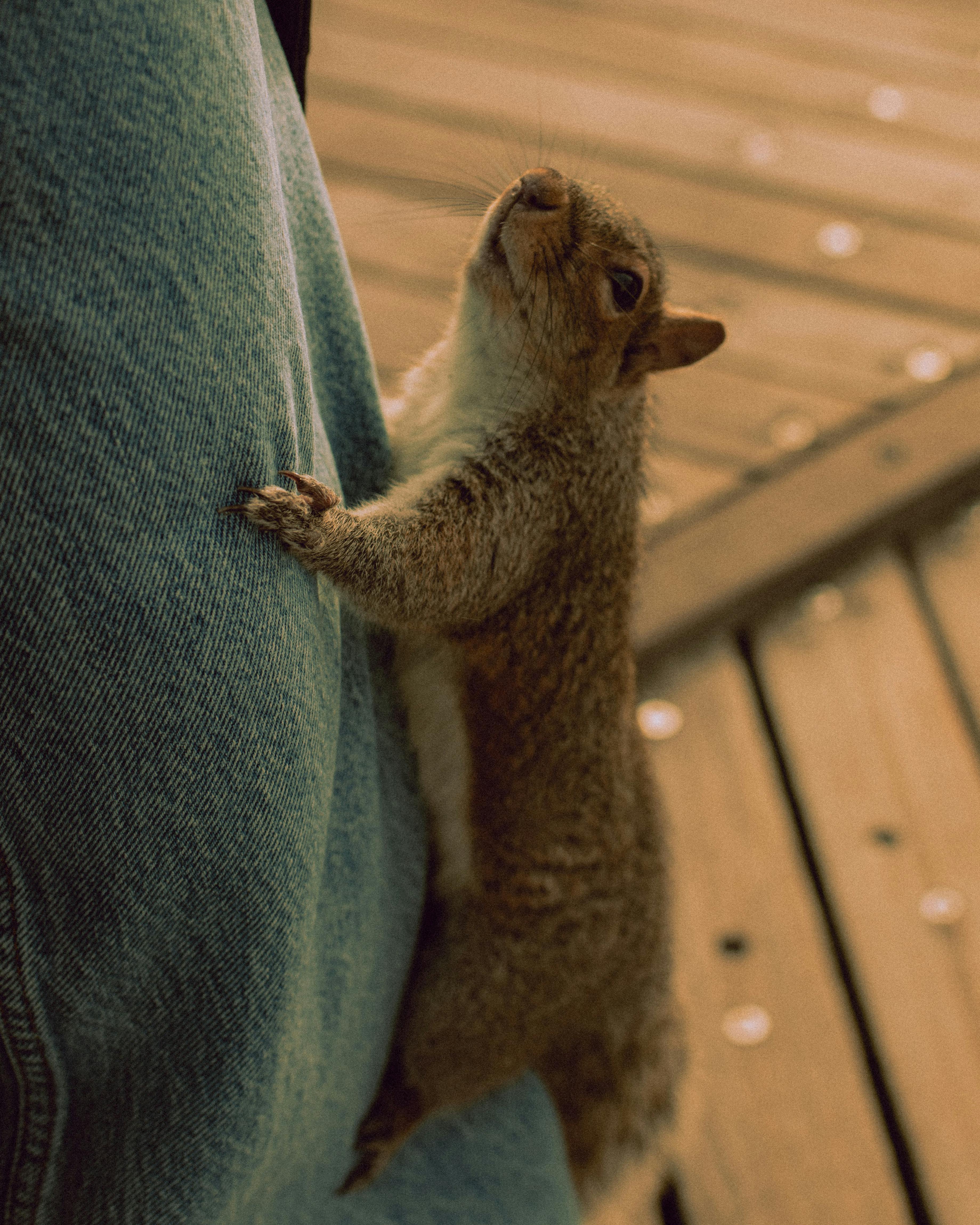 Gray Squirrel Clinging to Jeans · Free Stock Photo