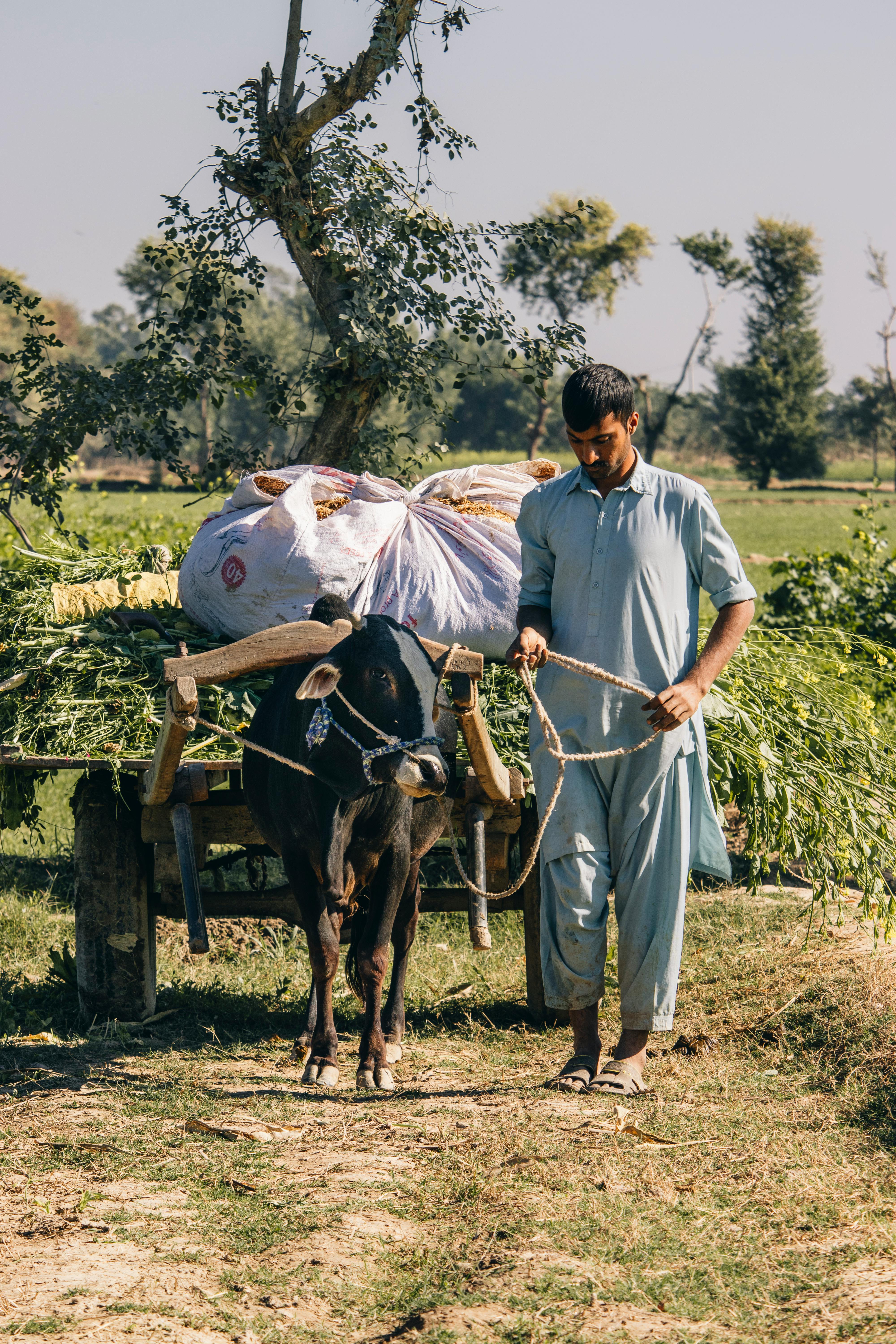Farmer Driving an Ox Pulling a Crop Cart · Free Stock Photo