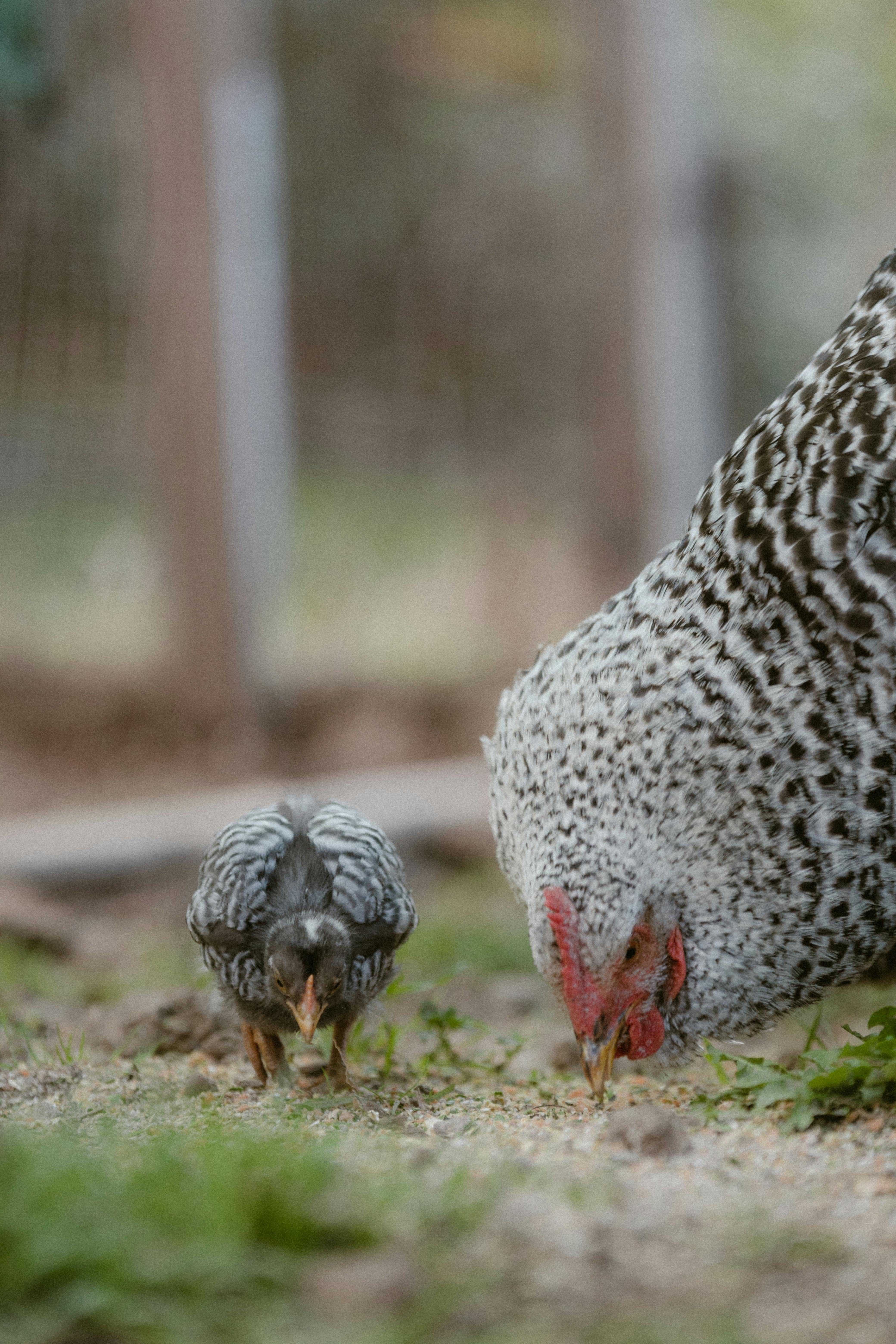 White and Yellow Chicks on Pebble Covered Ground · Free Stock Photo