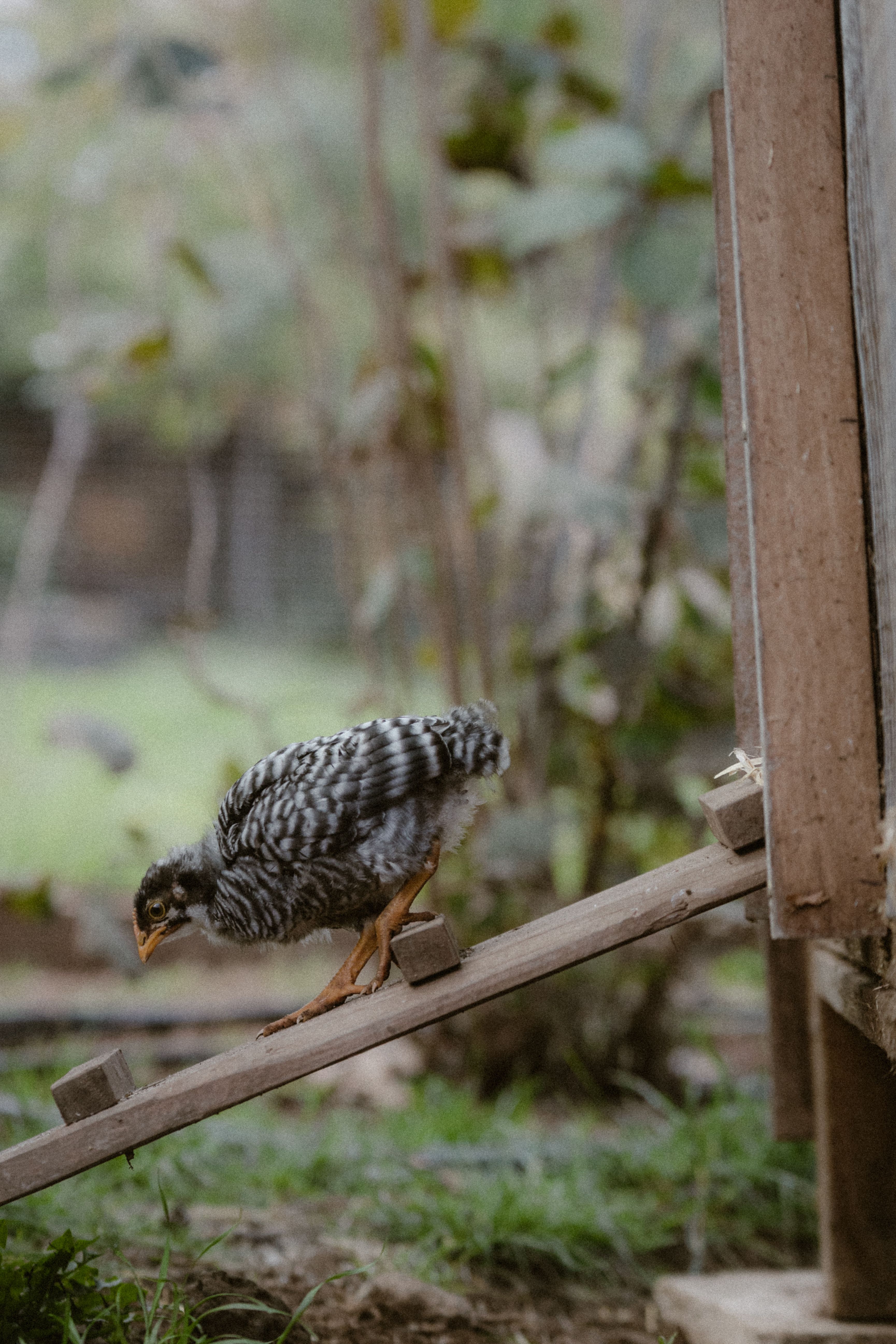 Chicken on Plank · Free Stock Photo