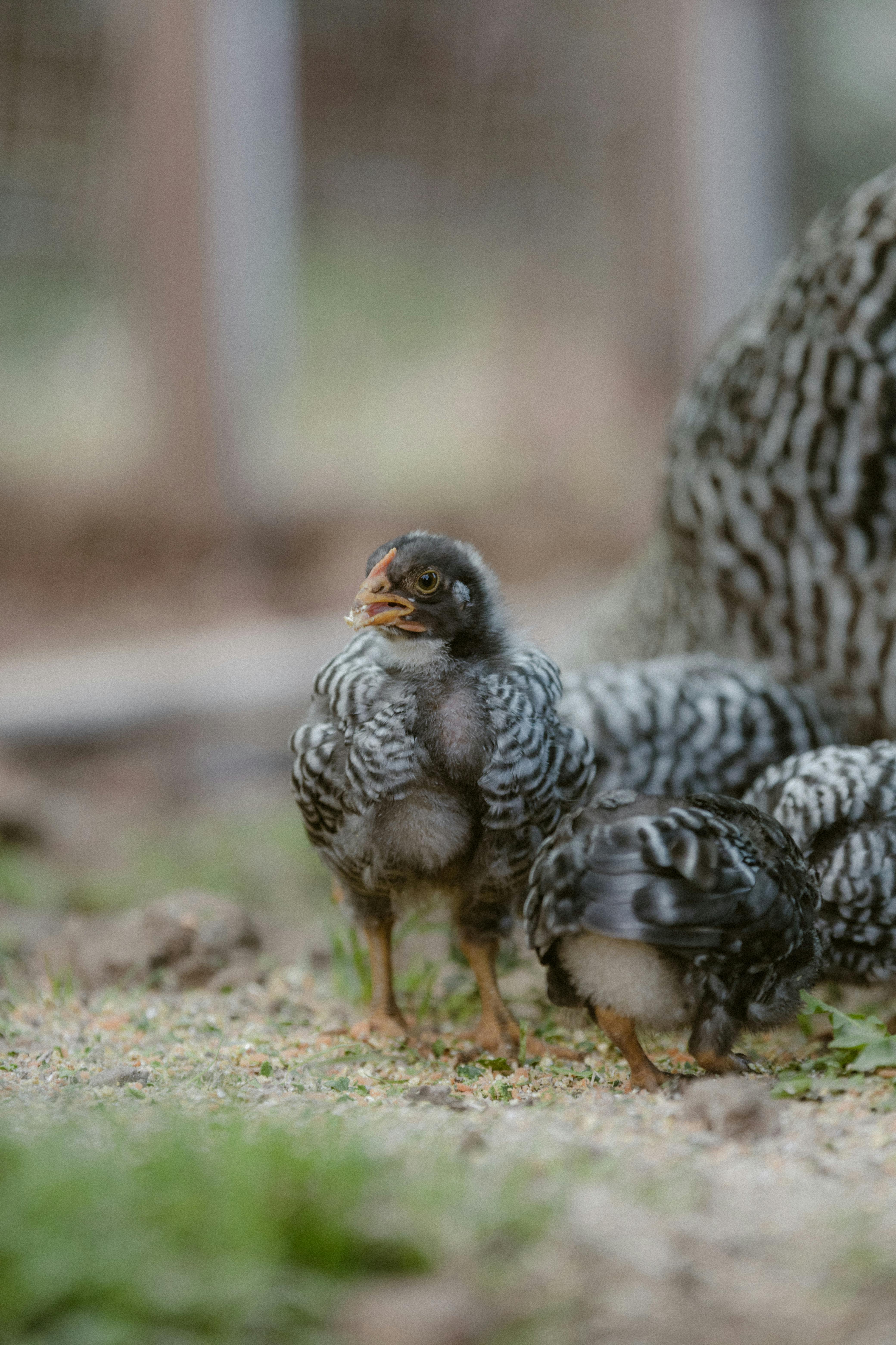 White and Yellow Chicks on Pebble Covered Ground · Free Stock Photo