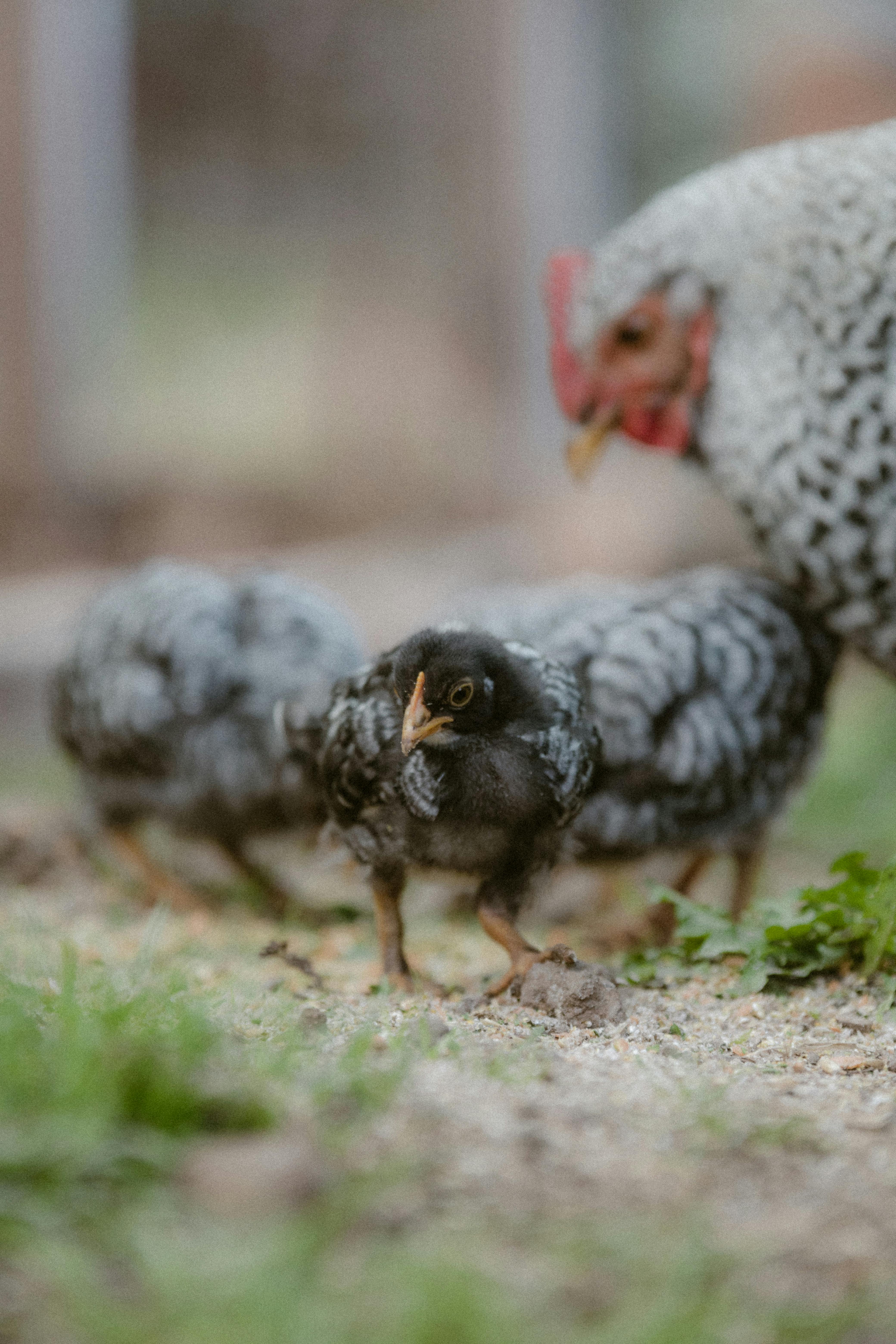White Hen Running in the Yard · Free Stock Photo