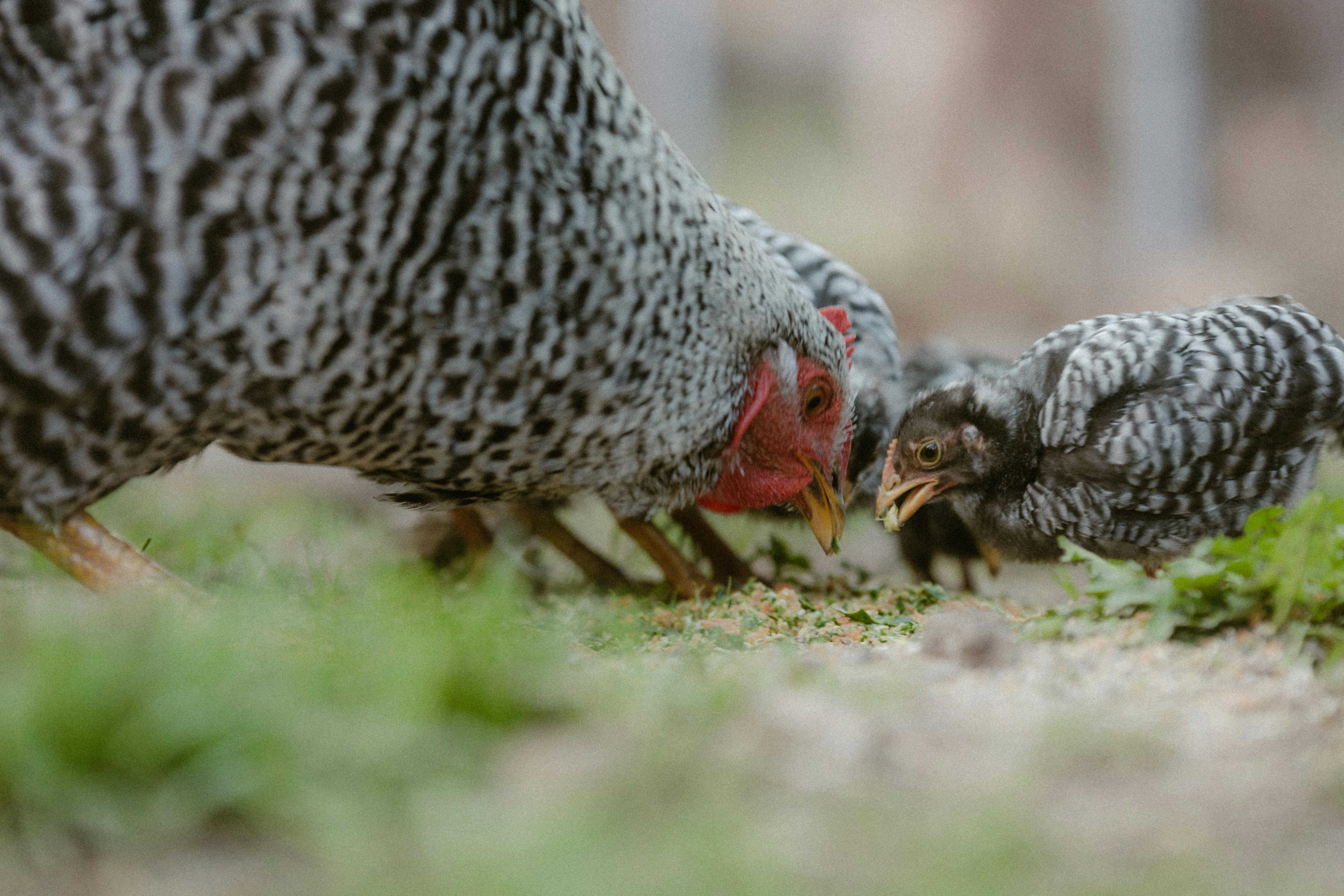 Hen and Chicken Pecking · Free Stock Photo