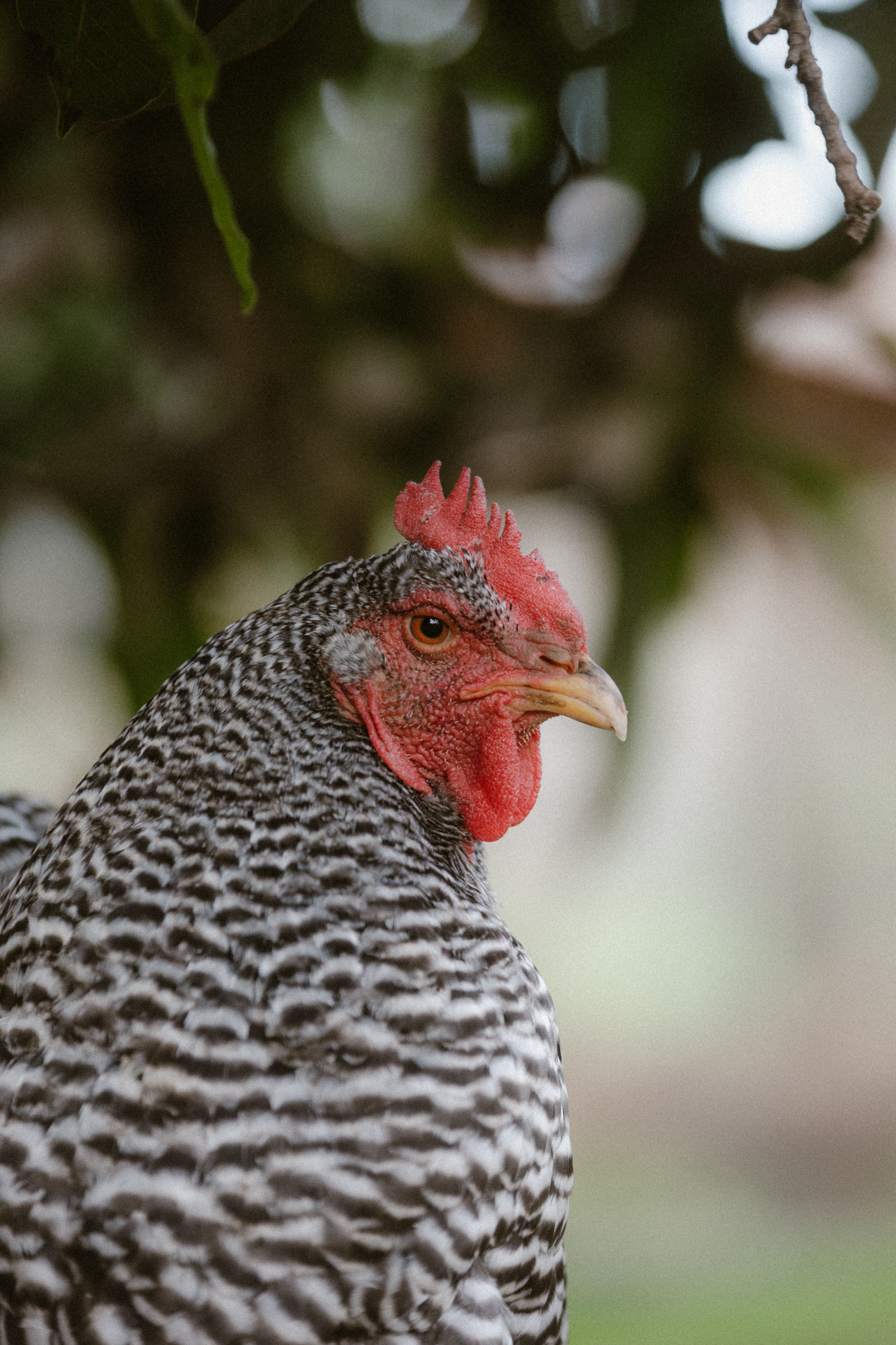 Head of Hen · Free Stock Photo