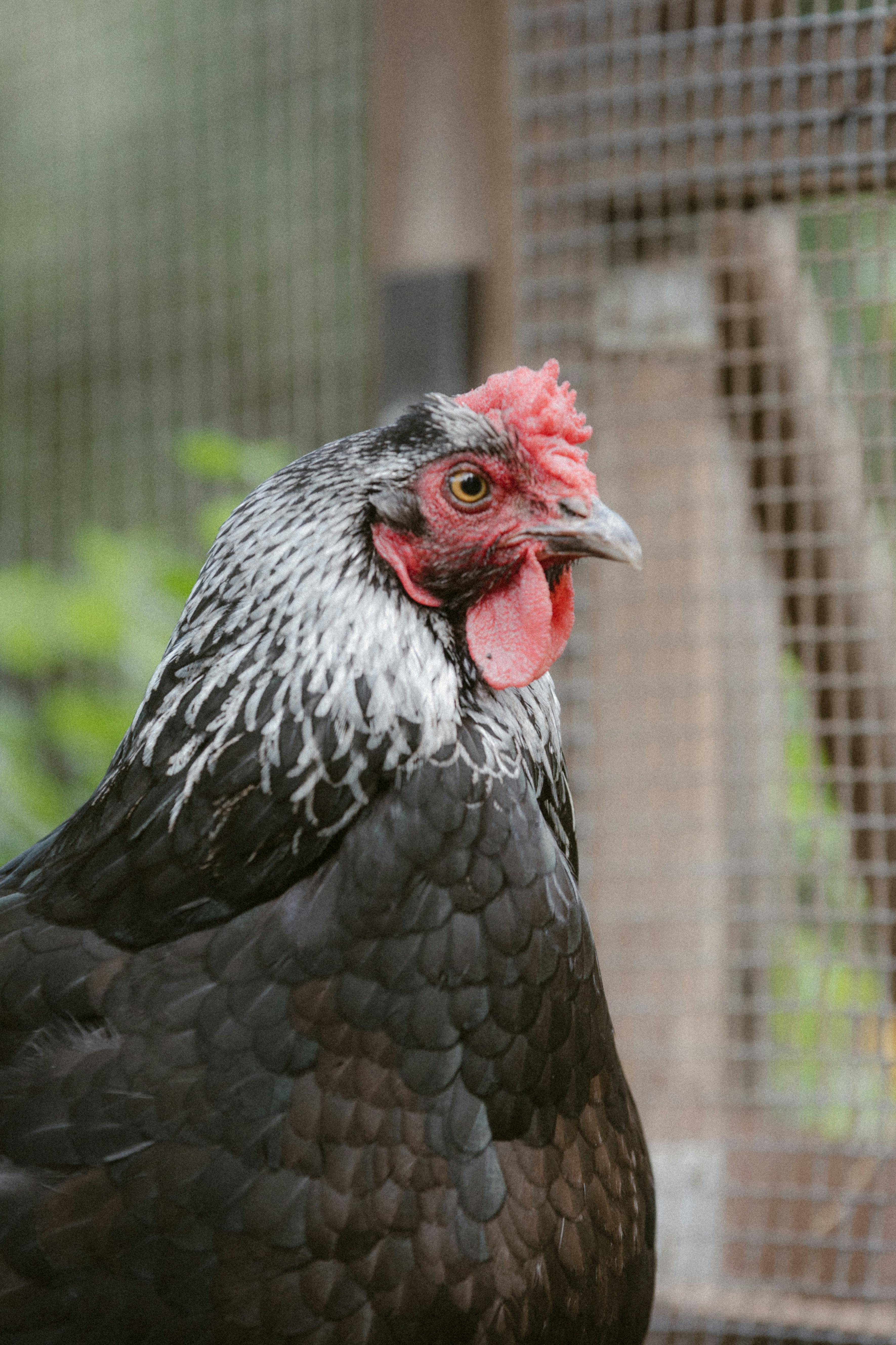 Portrait of Hen · Free Stock Photo