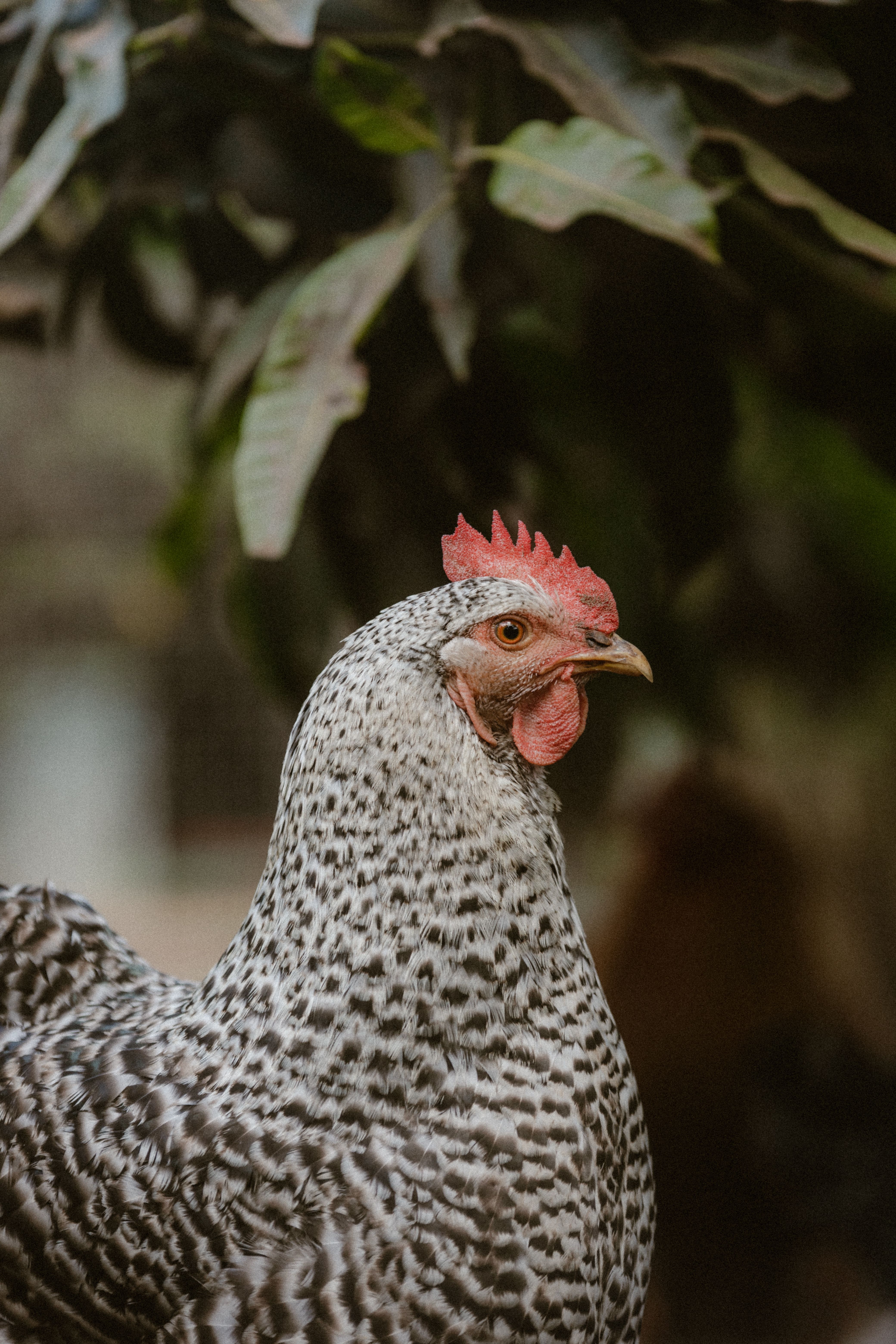 Portrait of Hen · Free Stock Photo