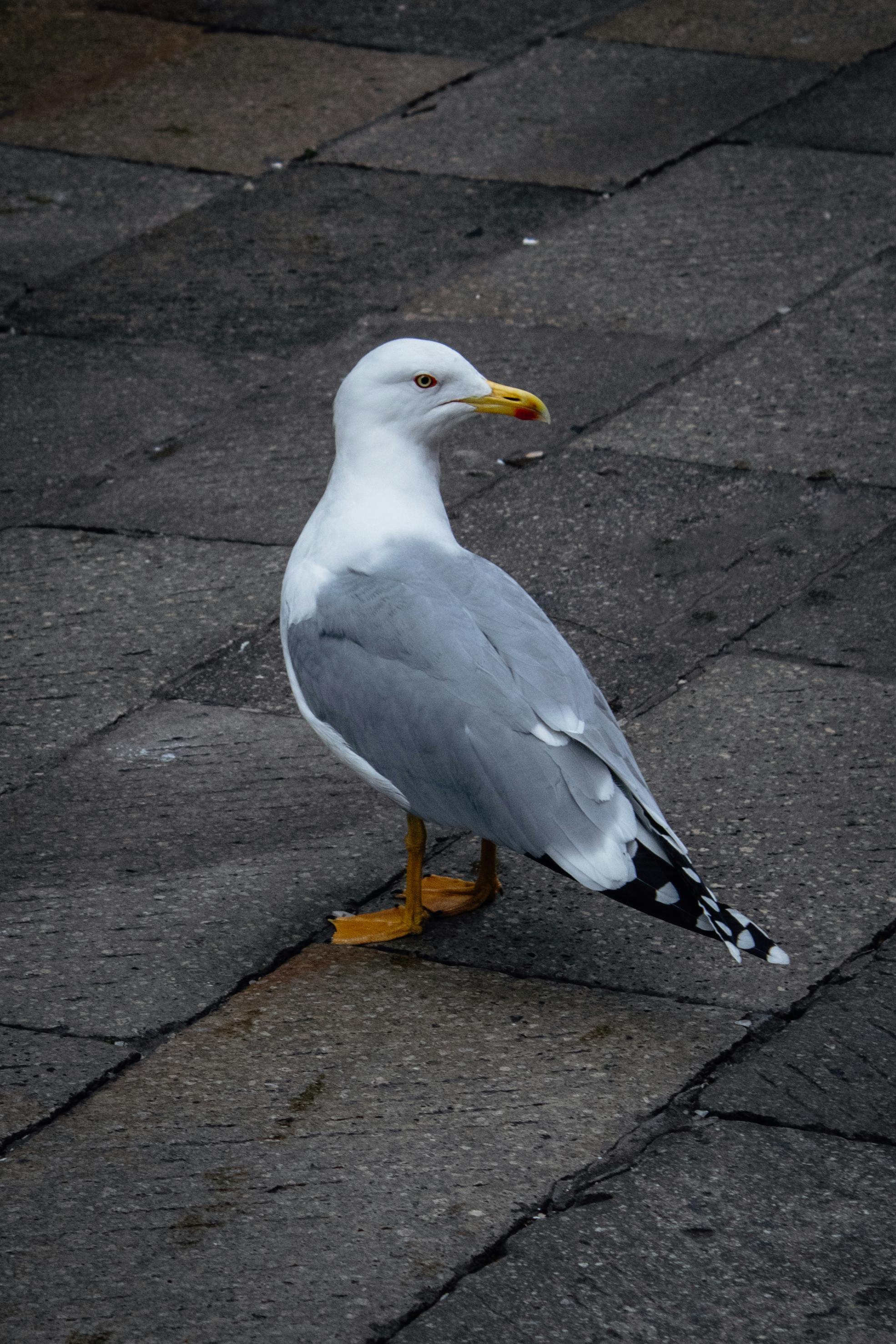 Seagull on Pavement · Free Stock Photo