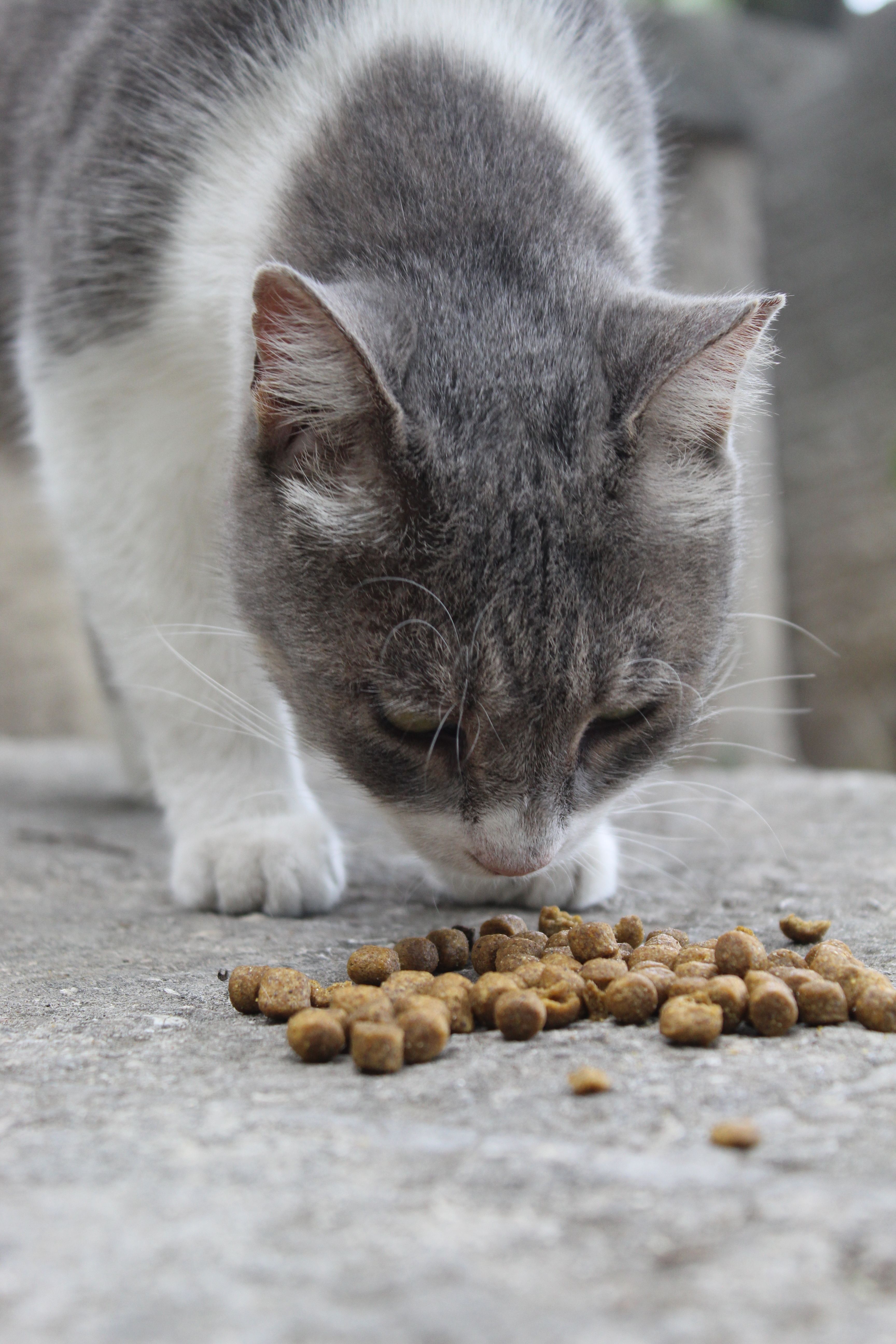 A cat eating food from a bowl on the ground · Free Stock Photo