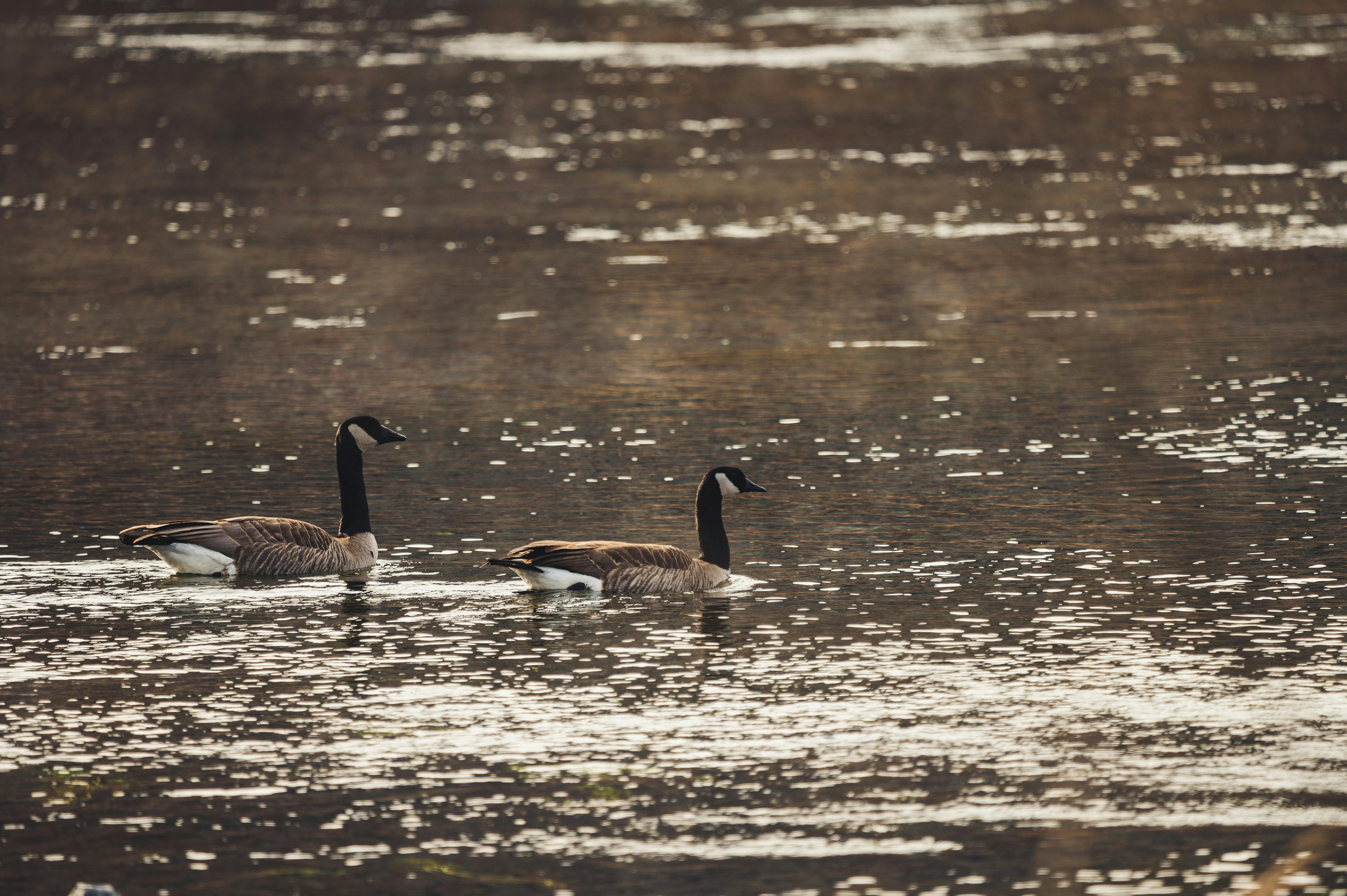 Photo of Geese On Water · Free Stock Photo