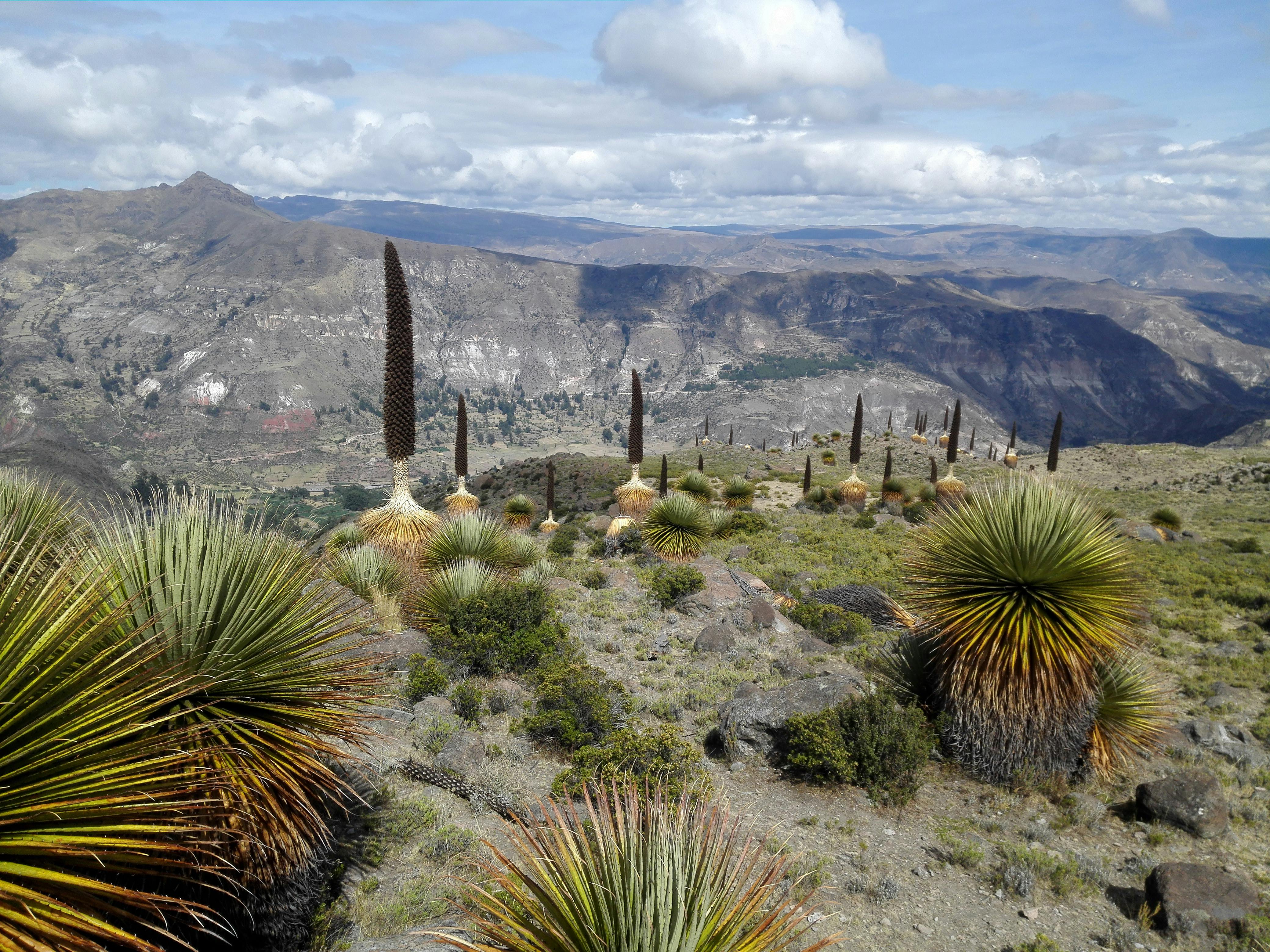 Raimondi Cove Plants Growing on a Mountain Slope in the Andes · Free ...