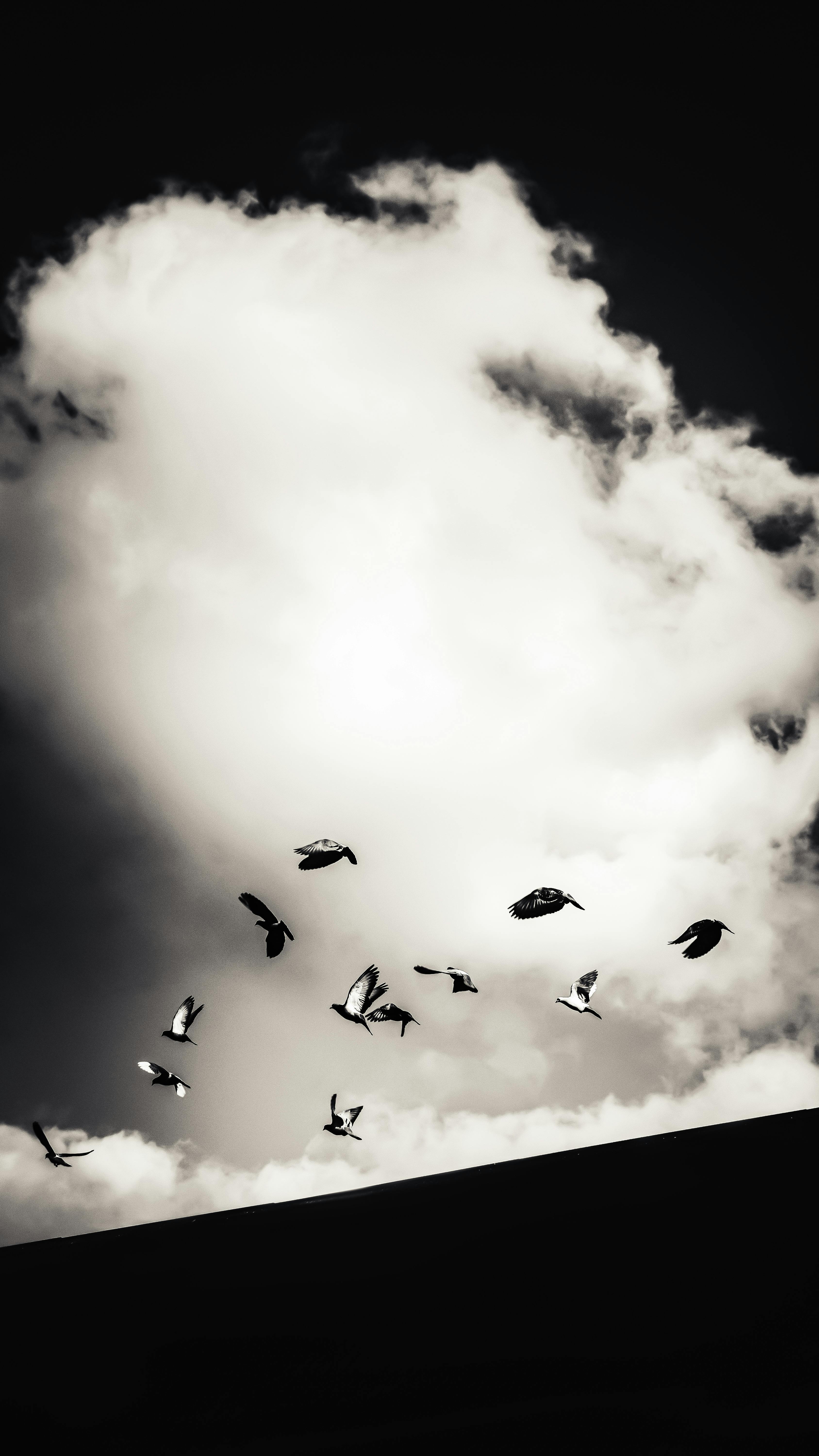 Cloud behind Flying Birds · Free Stock Photo