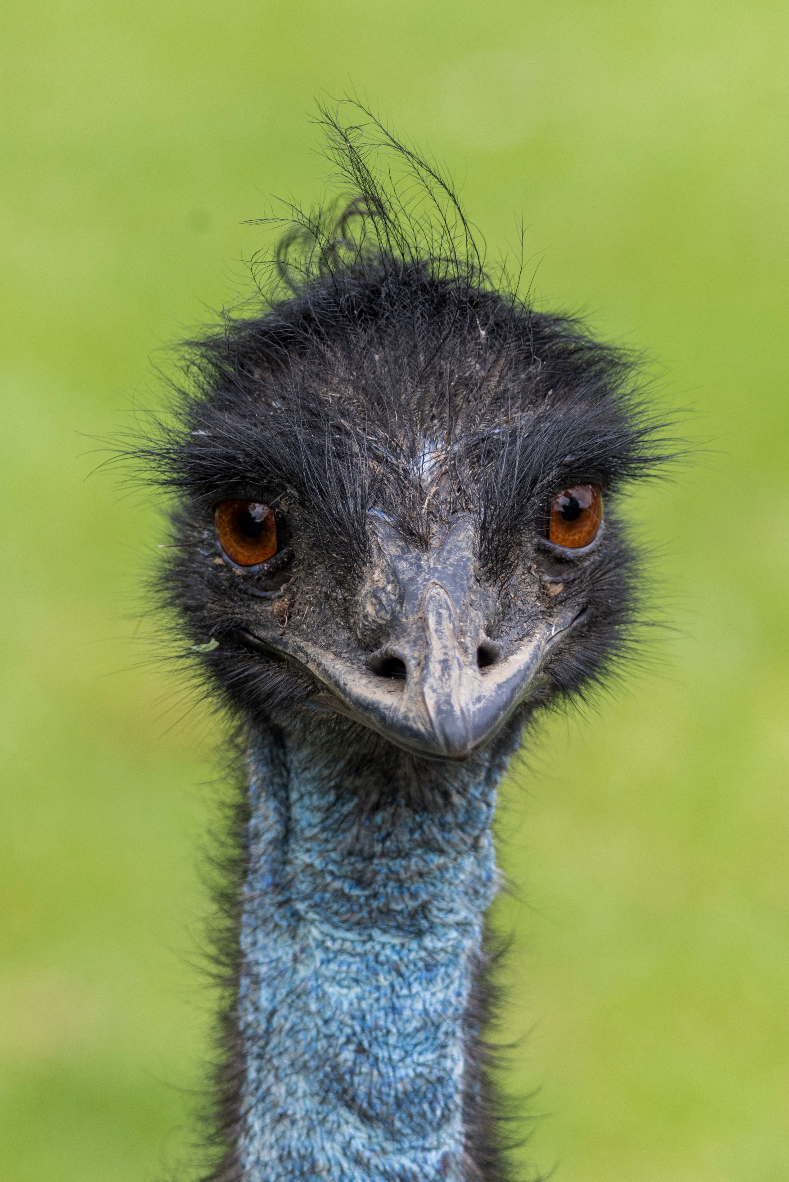 Kostenloses Foto zum Thema: ausdruck, australischer vogel ...