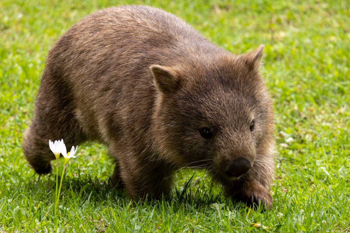 Cute Wombat Photos, Download The BEST Free Cute Wombat Stock Photos & HD Images