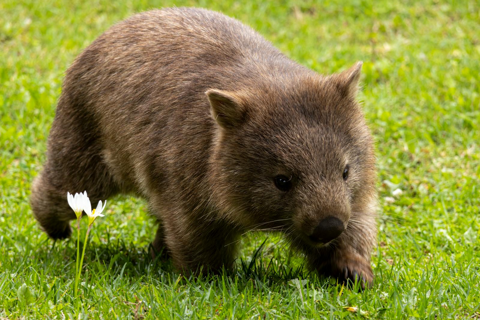 Wombat Photos, Download The BEST Free Wombat Stock Photos & HD Images