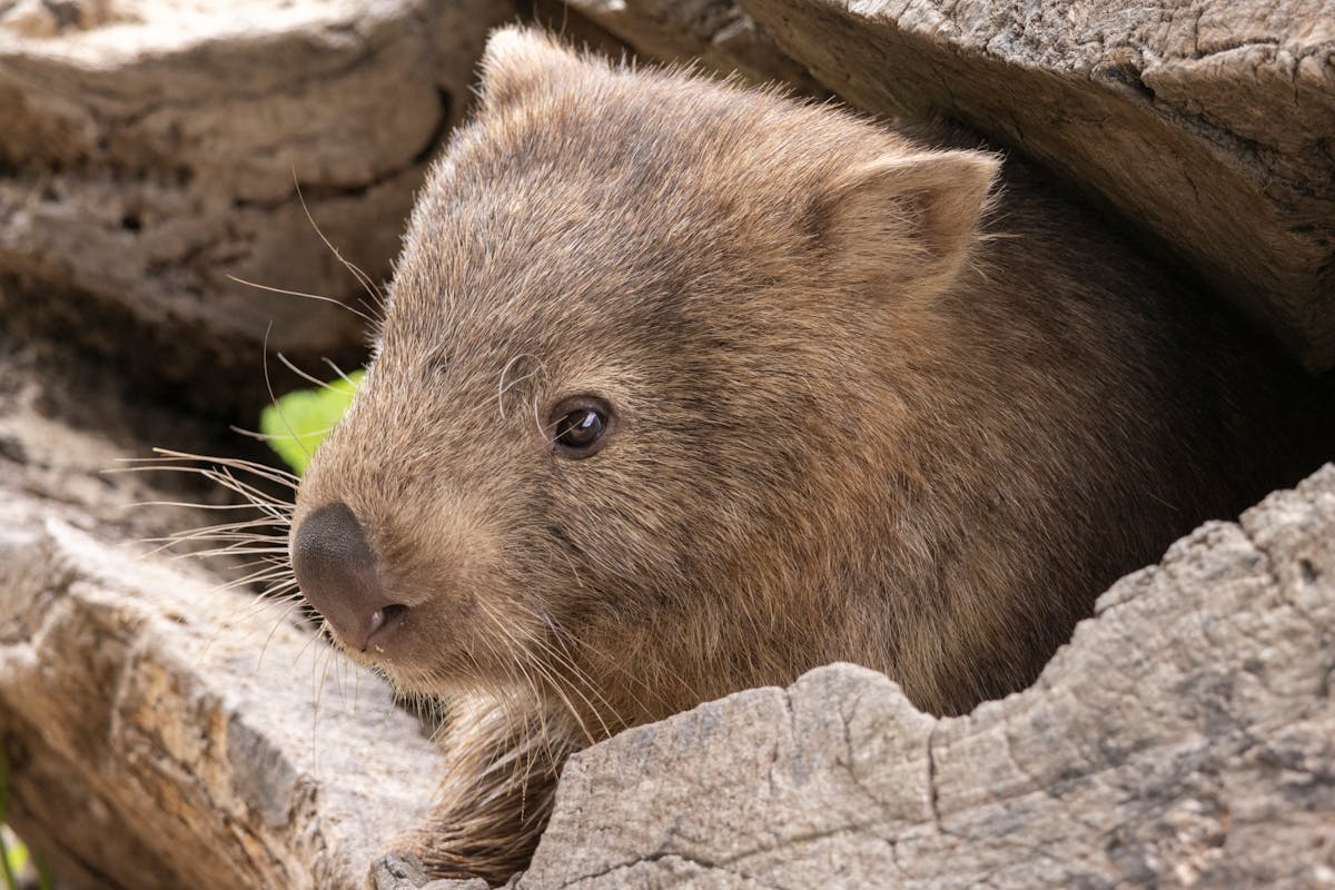 Wombat Photos, Download The BEST Free Wombat Stock Photos & HD Images
