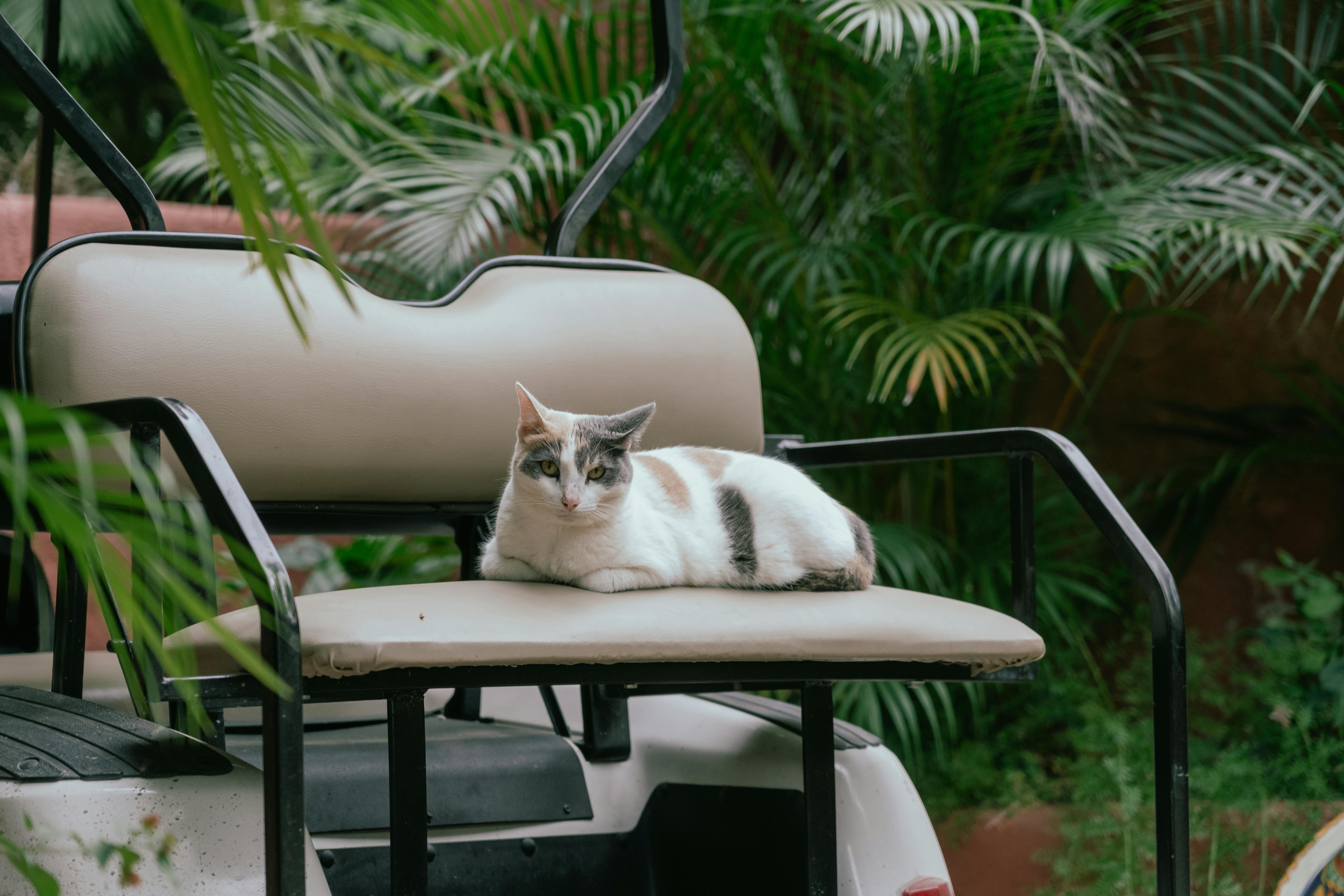 Cat Lying Down on Chair · Free Stock Photo