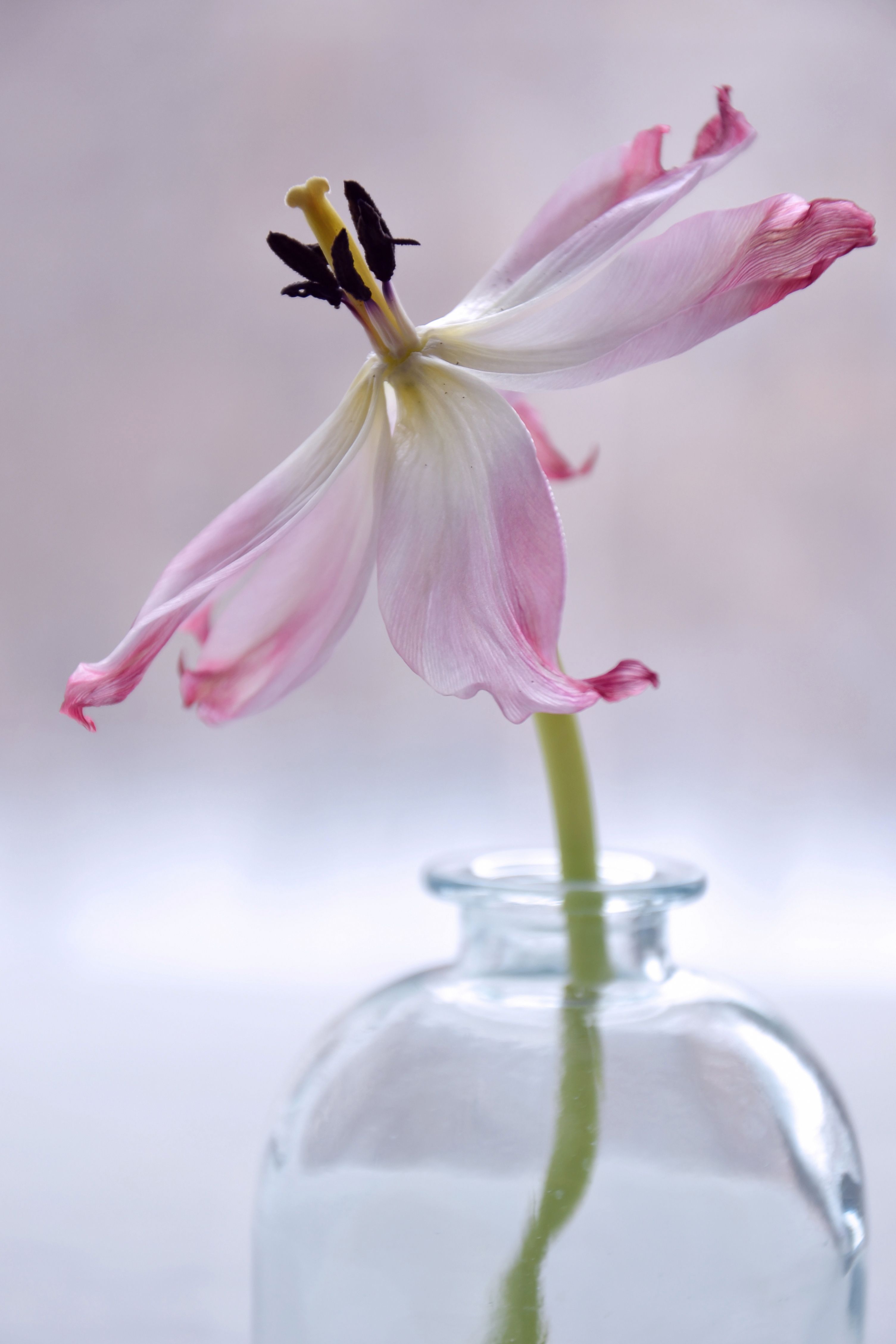 Monotone Flower Pink Photos, Download The BEST Free Monotone Flower ...
