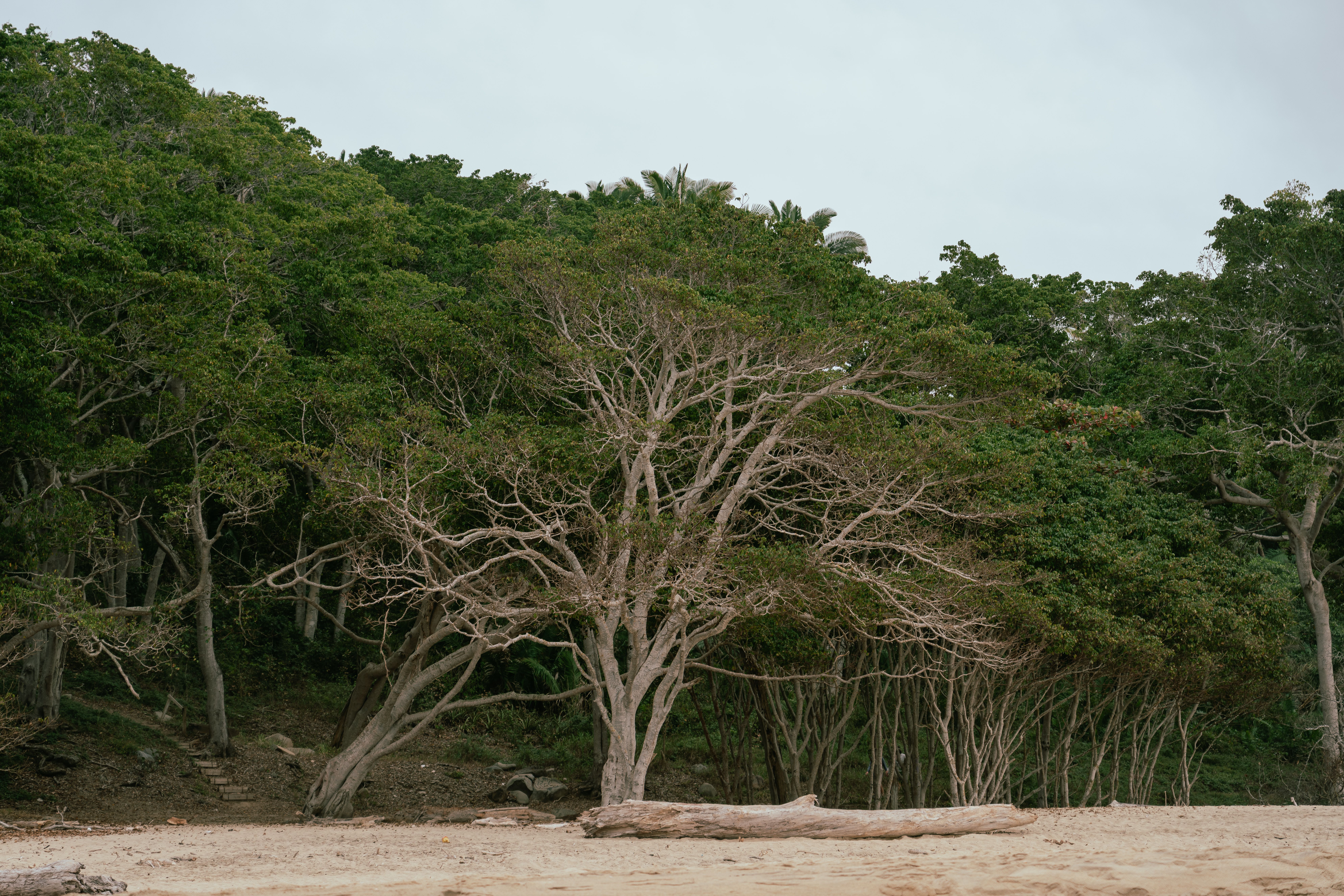 Forest on Beach · Free Stock Photo