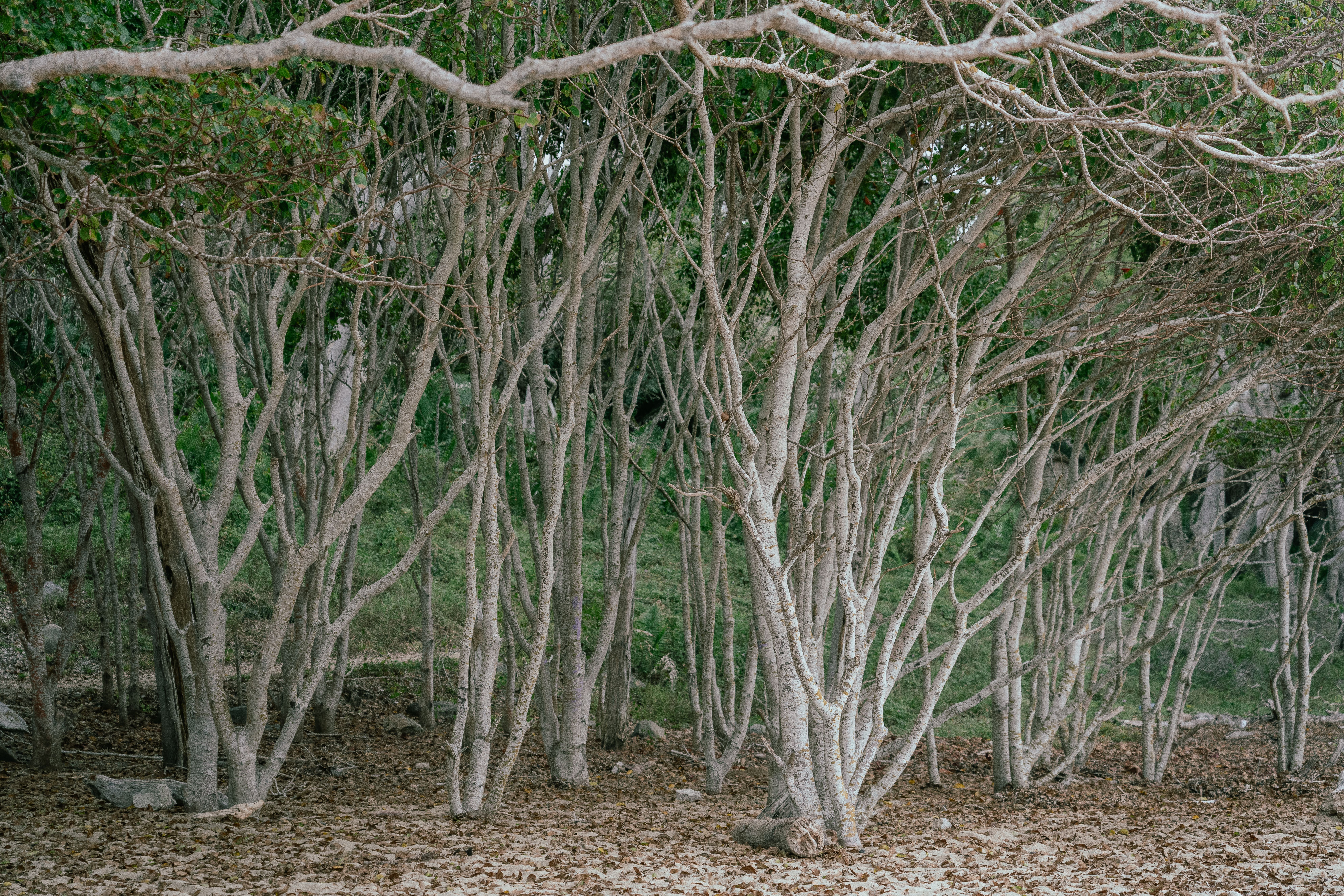 A group of trees with branches and leaves · Free Stock Photo