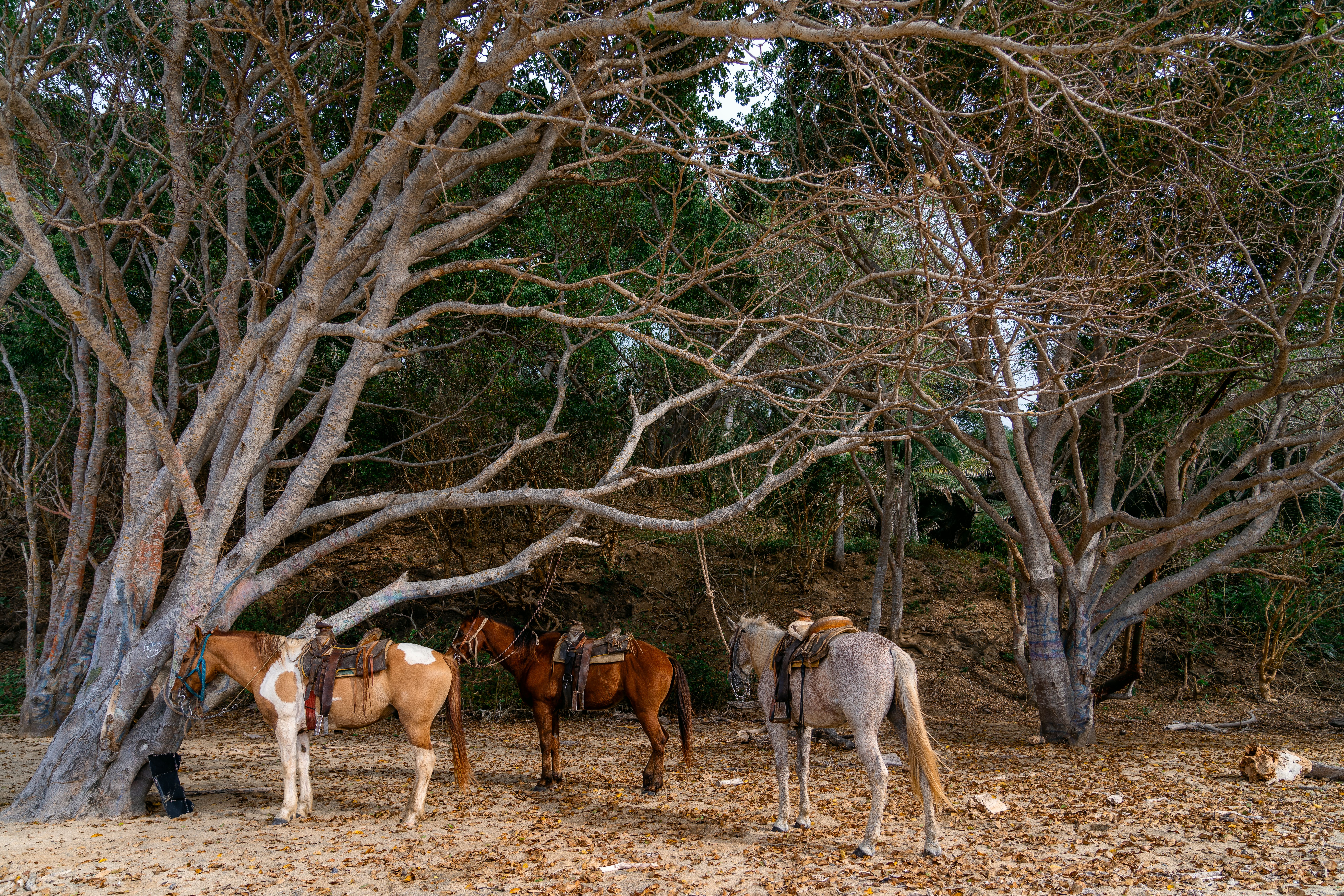 Facebook Cover Horses Photos, Download The BEST Free Facebook Cover ...