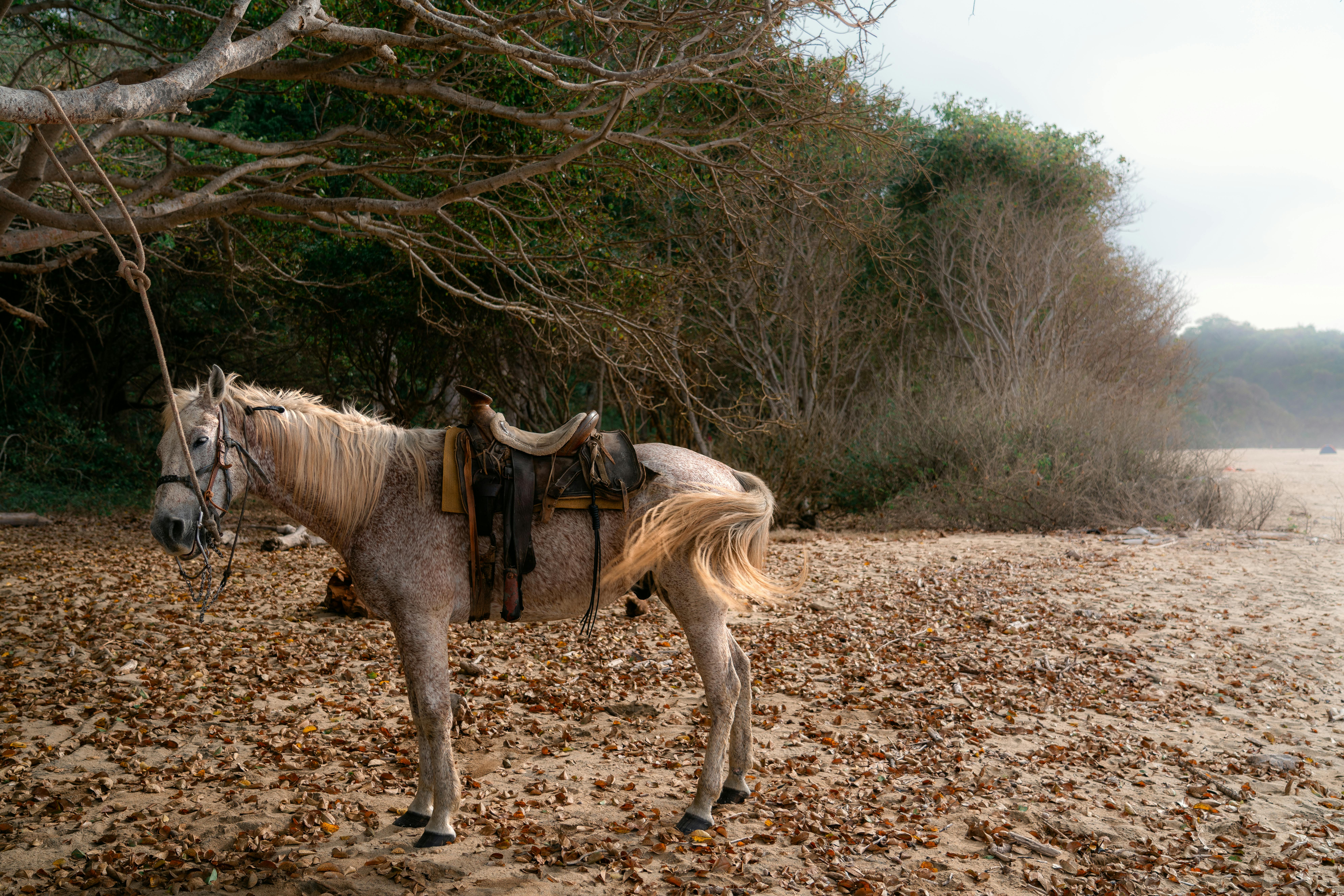 Horse with Saddle near Forest · Free Stock Photo