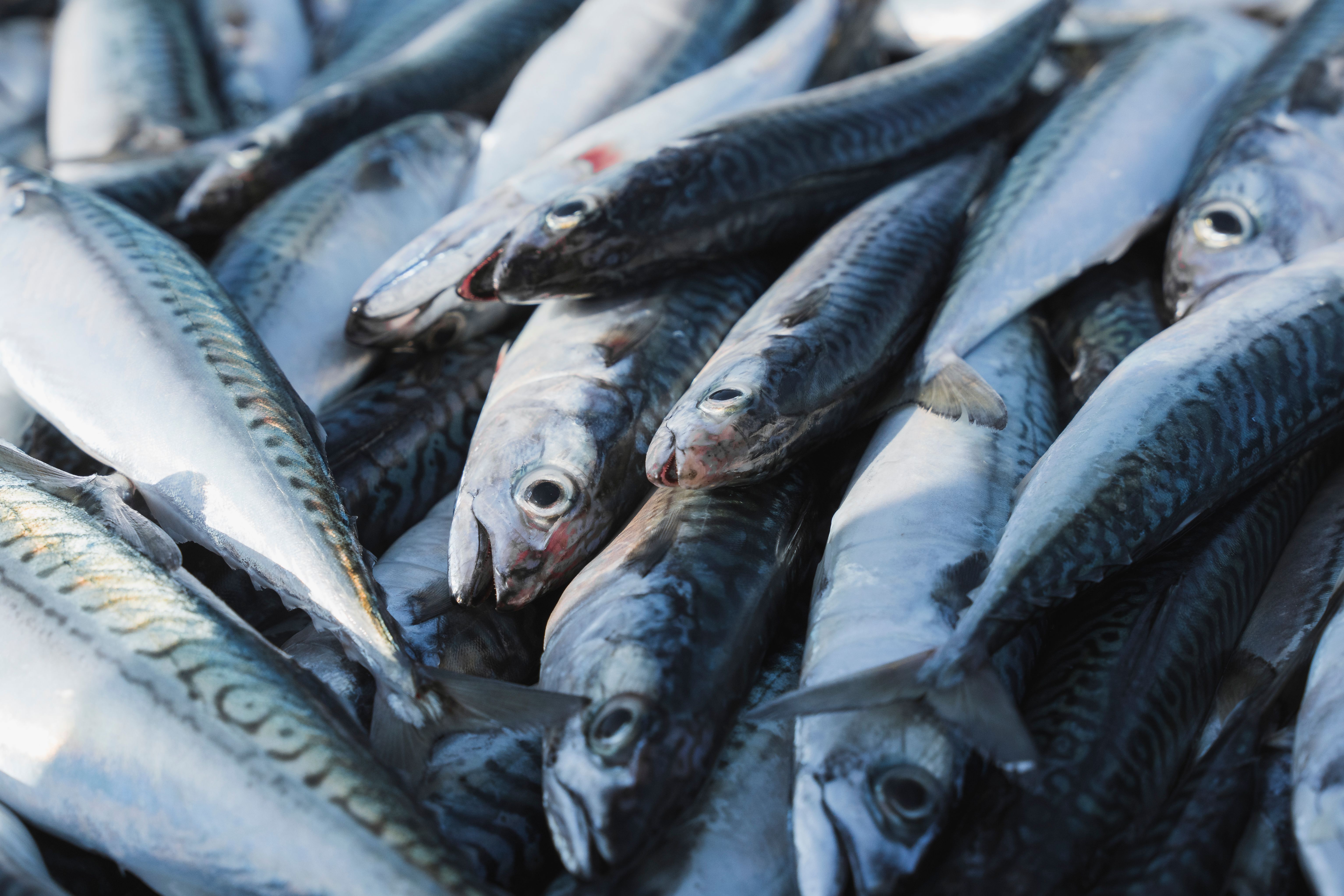 Close up of Fish · Free Stock Photo