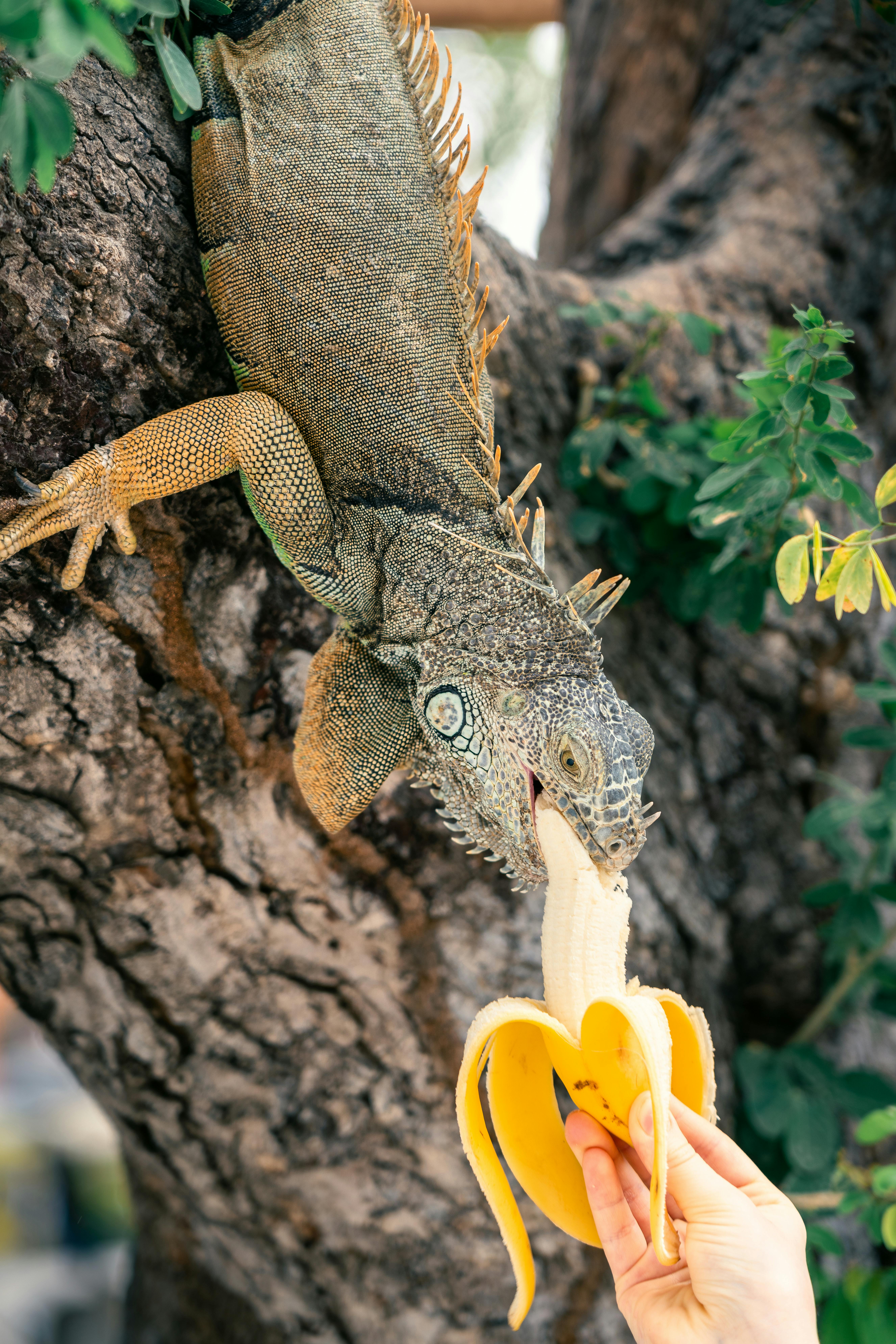 Chameleon Feeding on Banana · Free Stock Photo