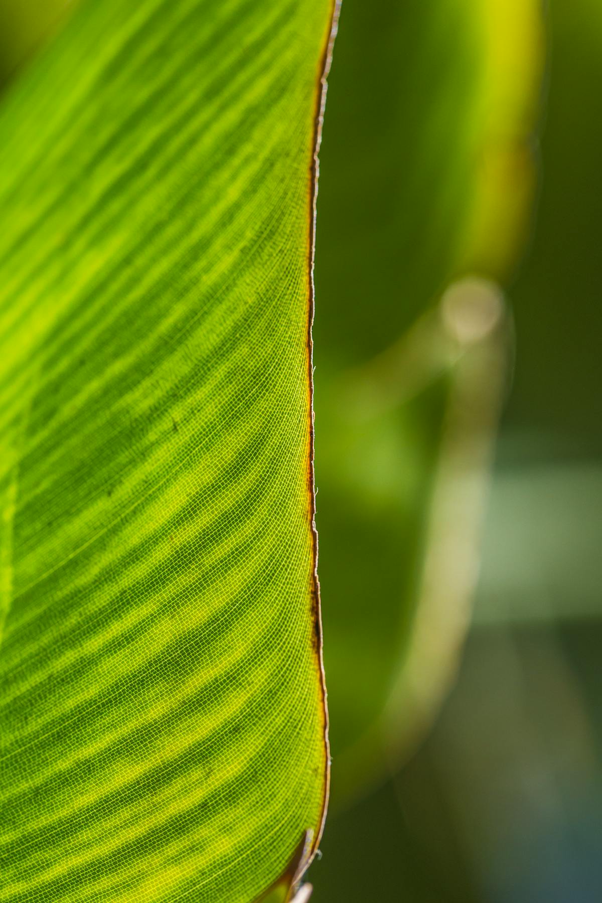 Cassava Leaf Photos, Download The BEST Free Cassava Leaf Stock Photos ...