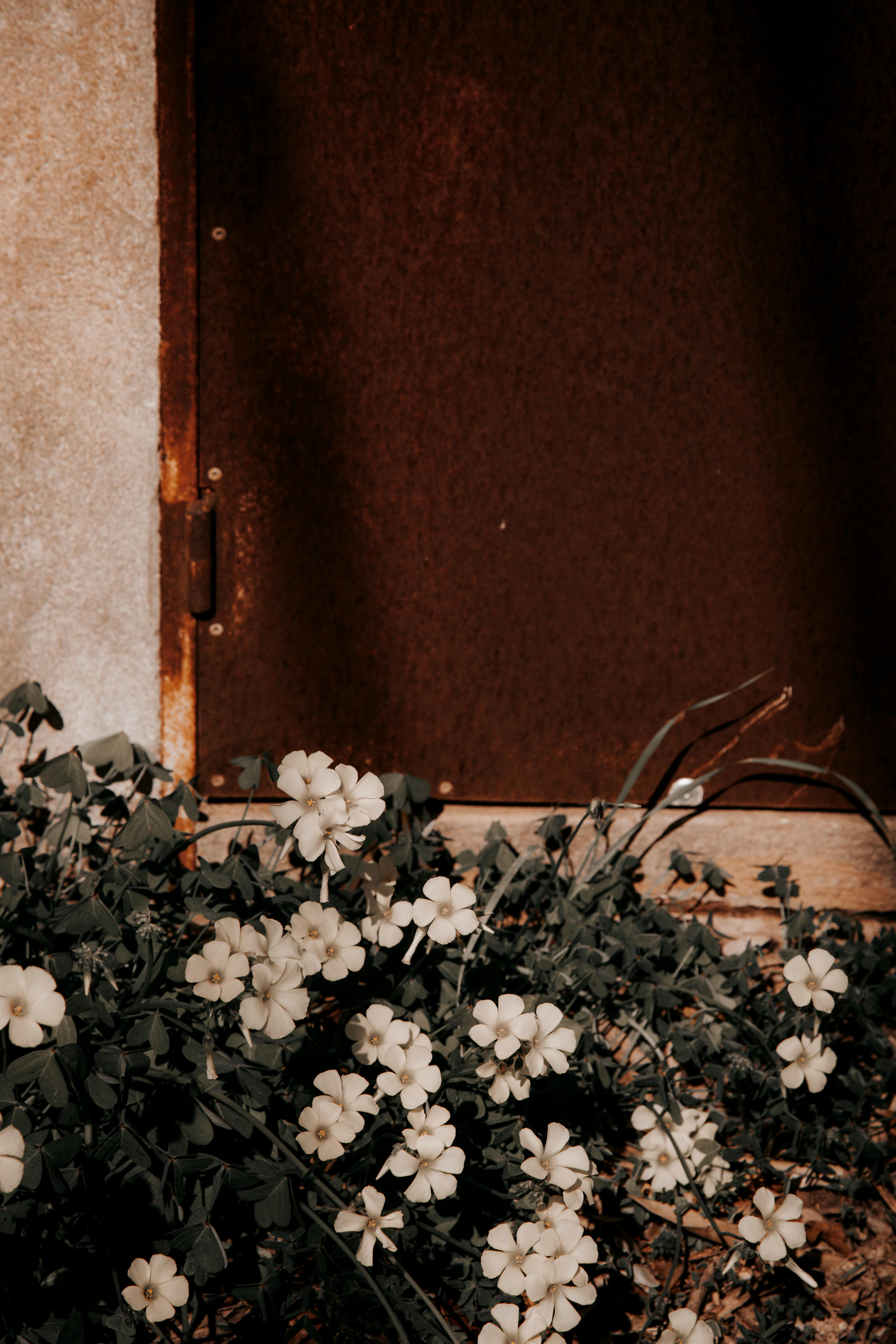 Bush Aso Photos, Download The BEST Free Bush Aso Stock Photos & HD Images