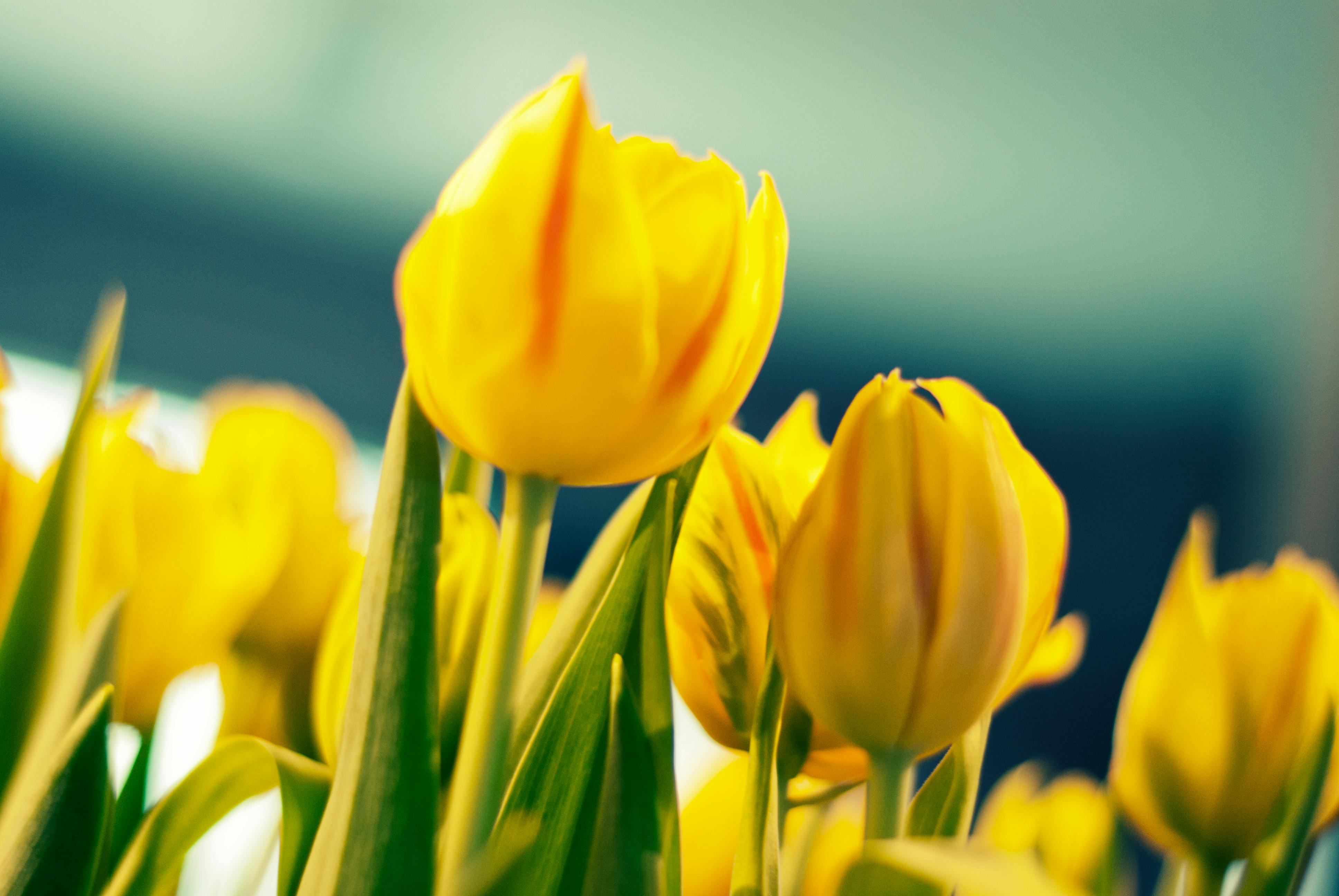 Jan Kroon - Photography