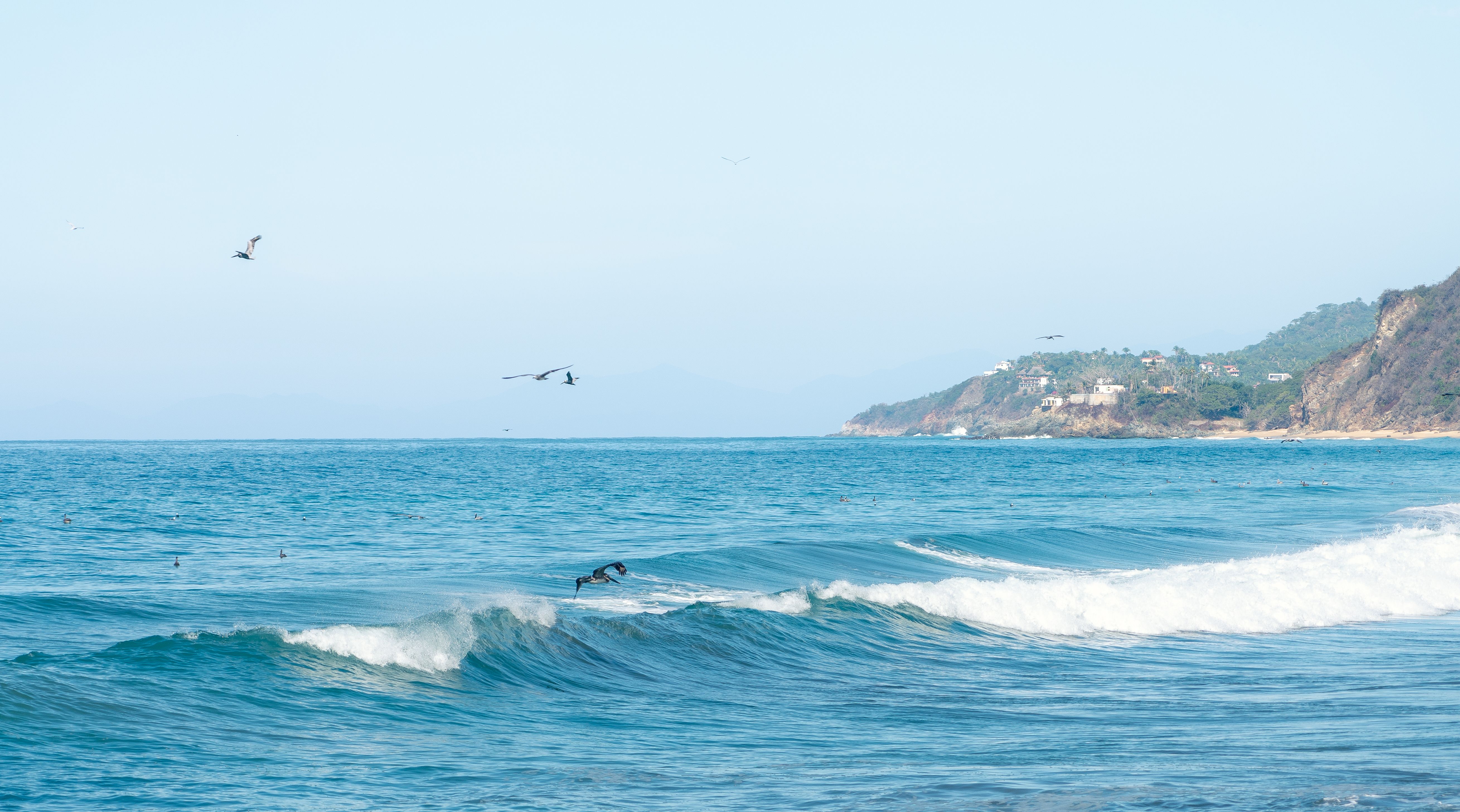 Birds Flying over Wave on Sea Coast · Free Stock Photo