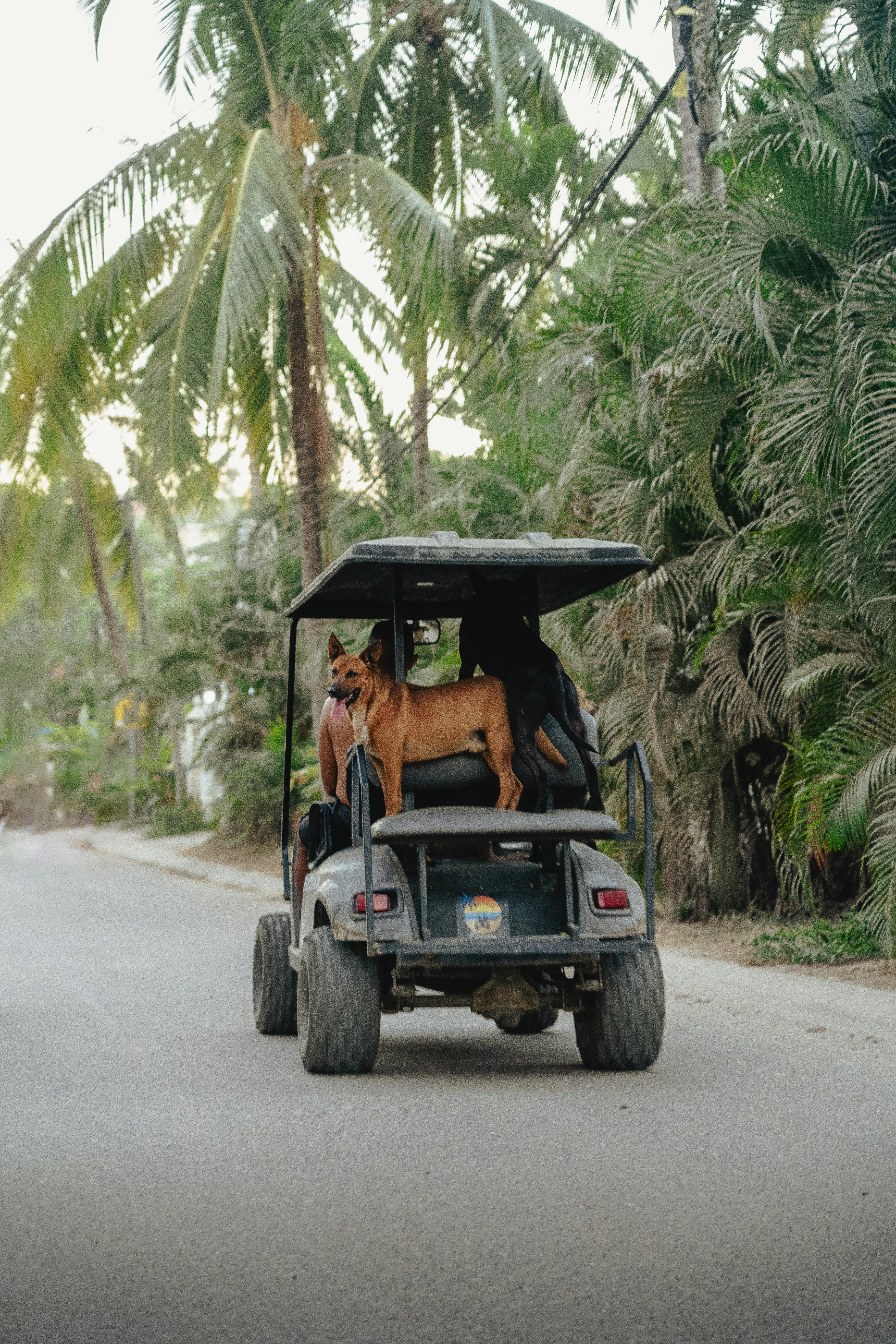 Dog on a Quad Among Palms · Free Stock Photo